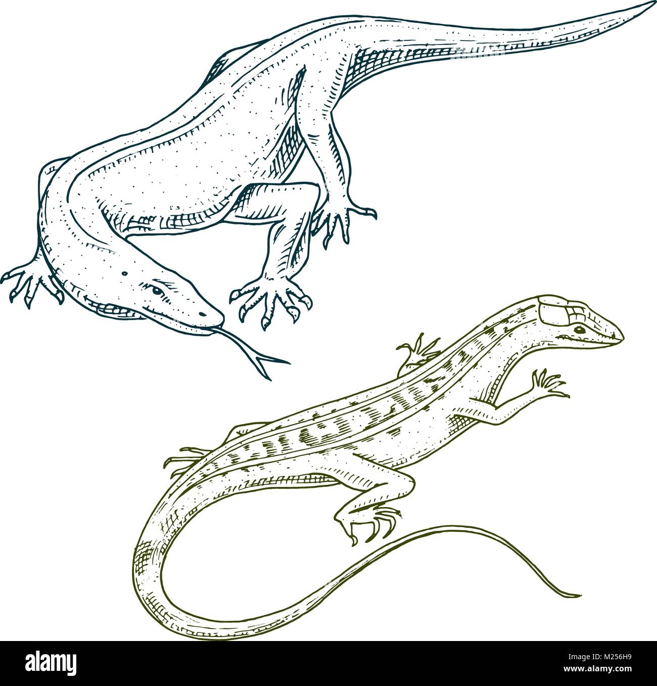 Monitor Lizard Drawing