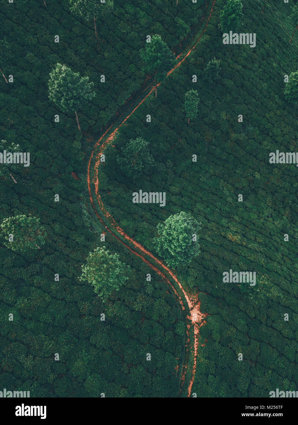 Teeplantage Fairtrade anbau, Bio Gesund aus der Natur Tee Stock Photo ...