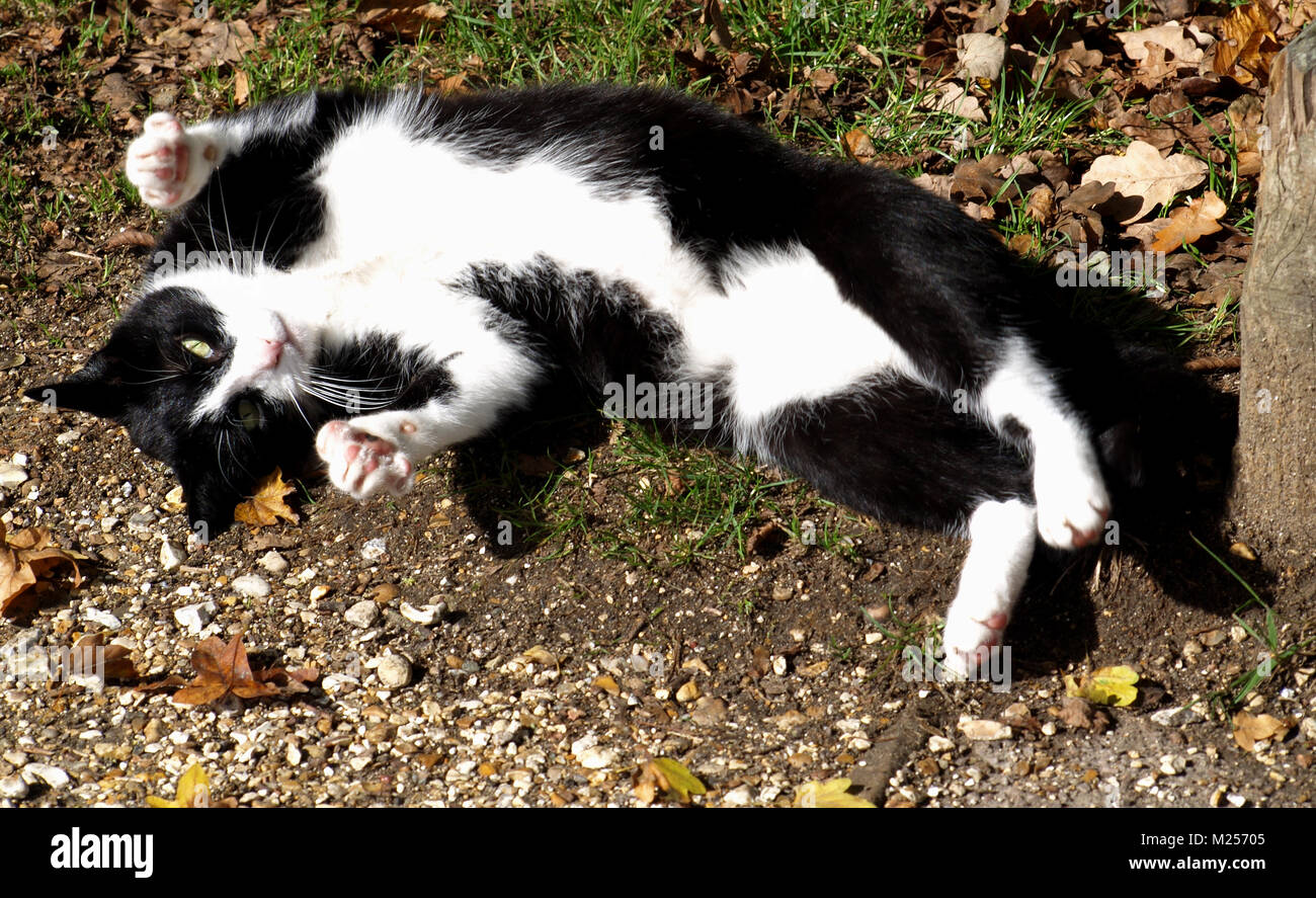 Totton in southampton hi-res stock photography and images - Alamy