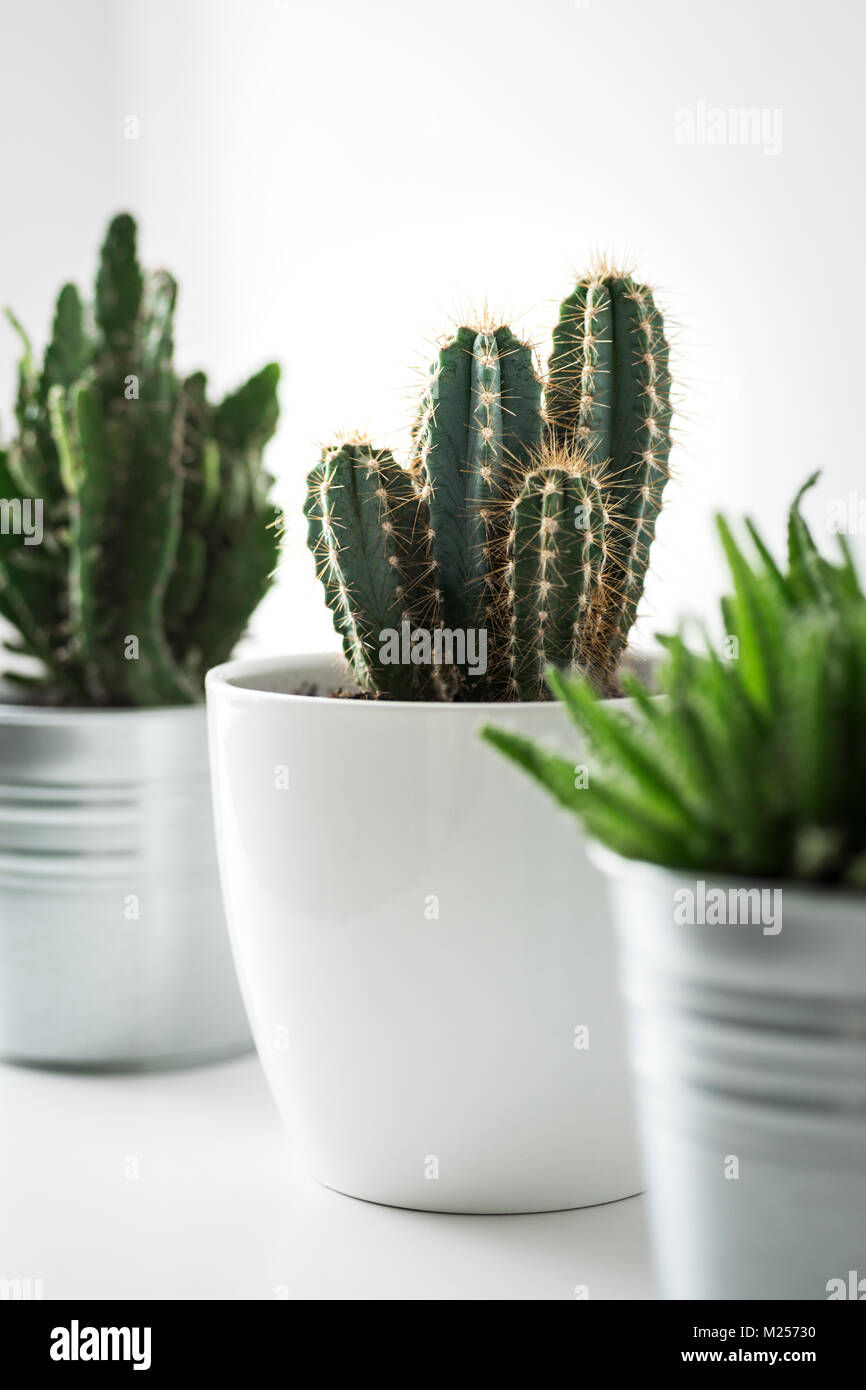 Various cactus and succulent plants in different pots close up. Modern ...