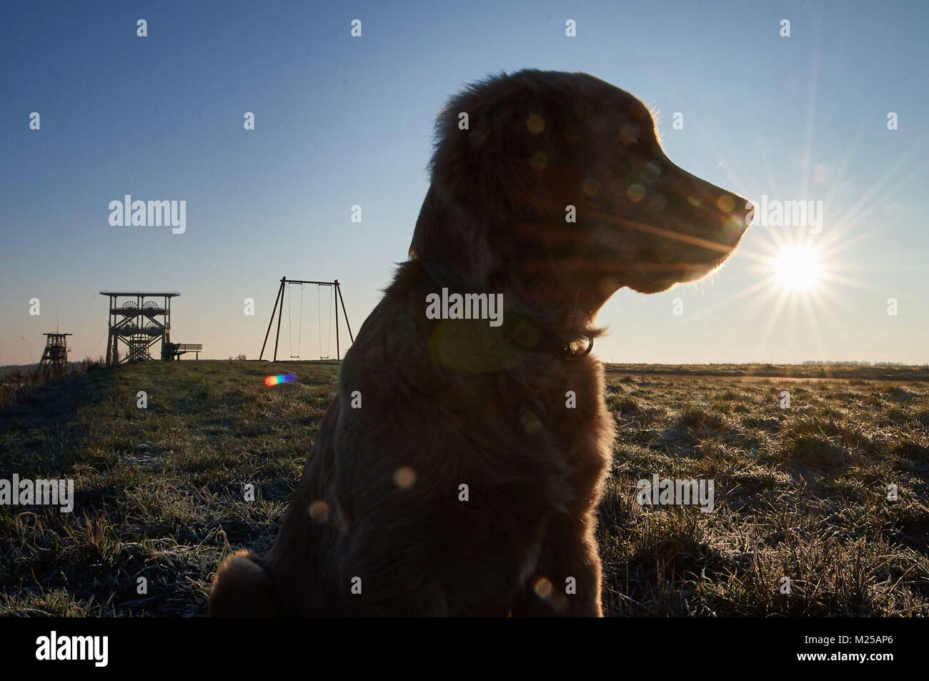 Dortmund, Germany. 05th Feb, 2018. A golden retriever sitting on the ...