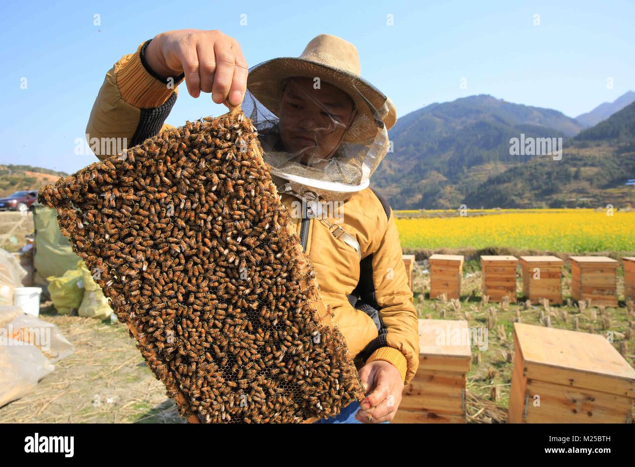 Rongjiang, China's Guizhou Province. 5th Feb, 2018. A beekeeper shows ...