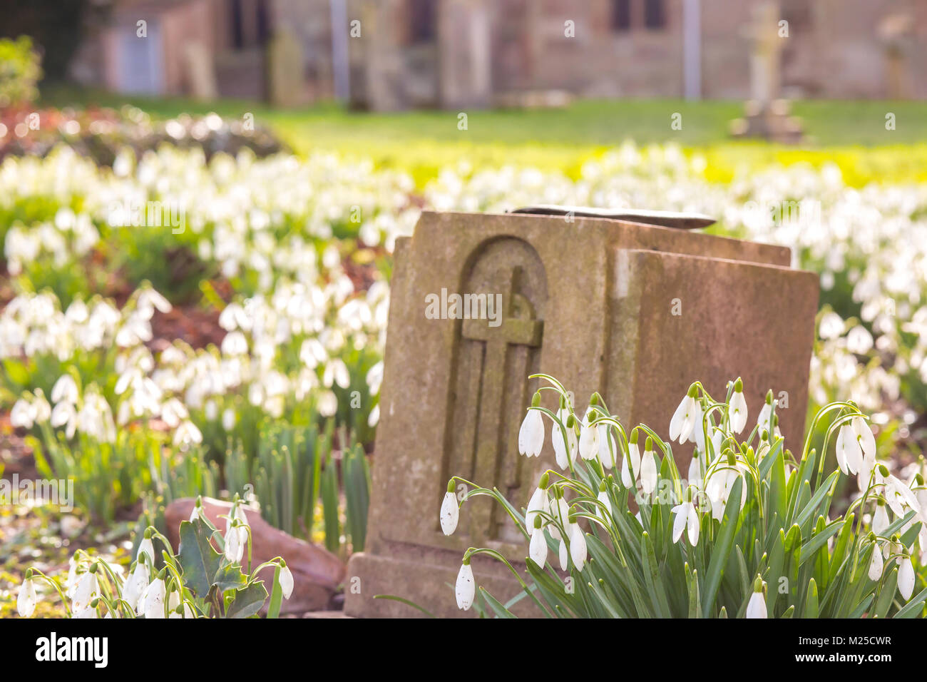 Snowdrop in cemetery hi-res stock photography and images - Alamy
