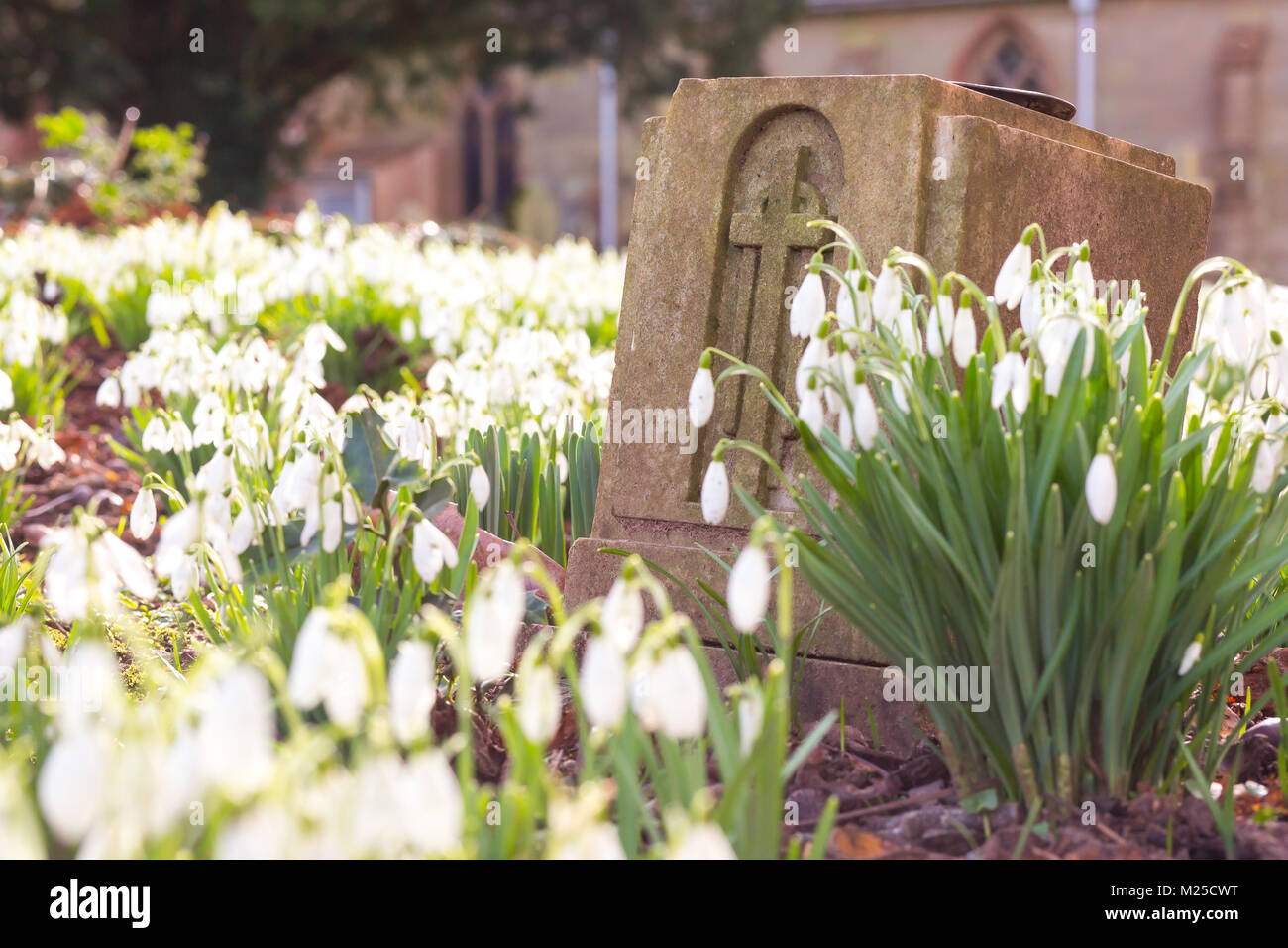 Snowdrop in cemetery hi-res stock photography and images - Alamy