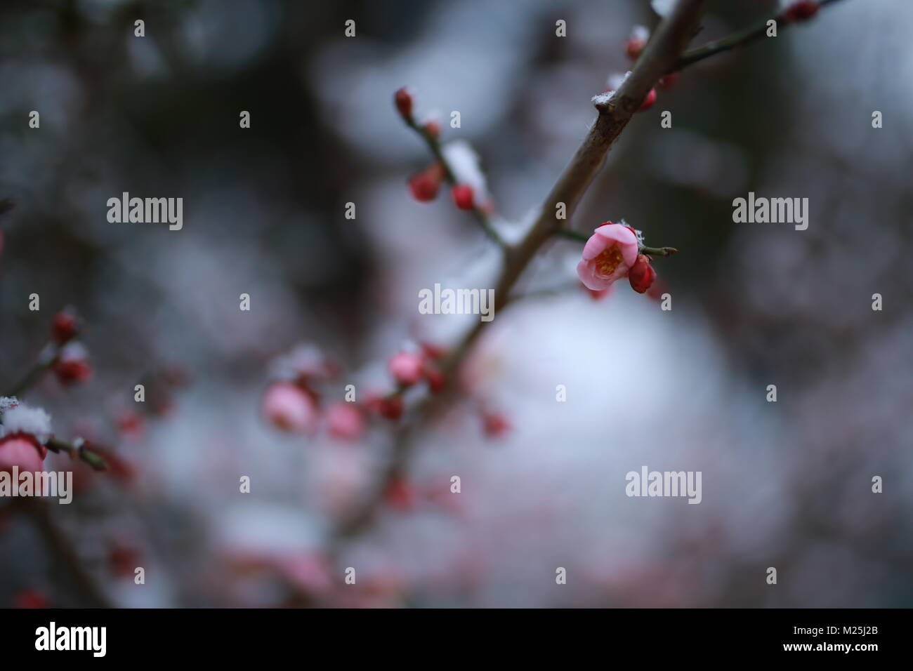 Malan china hi-res stock photography and images - Alamy