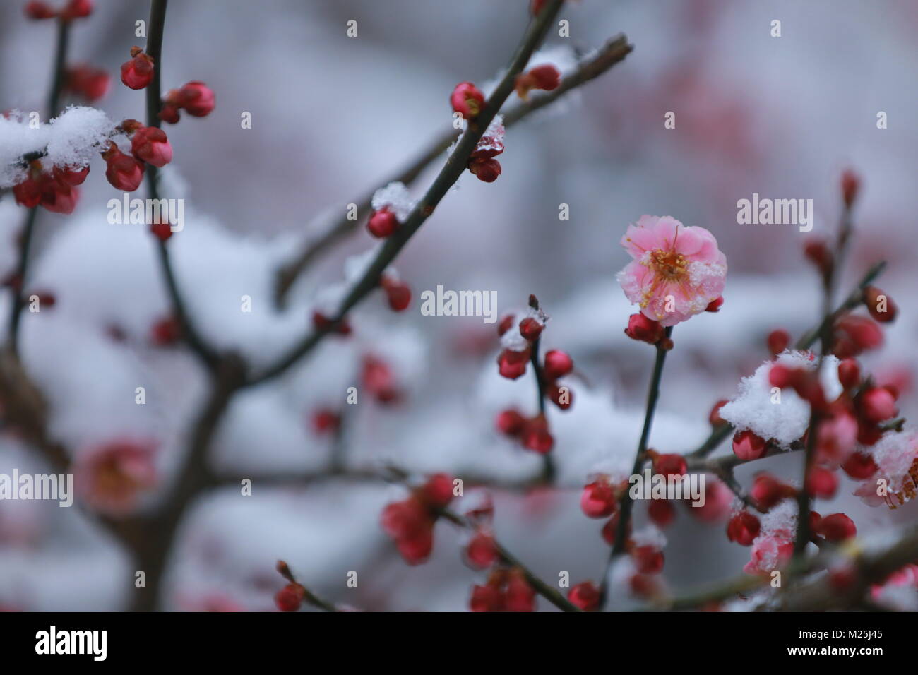 Fuzhou, Fuzhou, China. 5th Feb, 2018. Fuzhou, CHINA-5th February 2018 ...