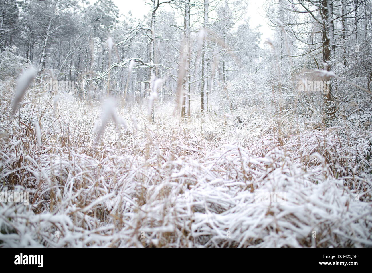 Malan china hi-res stock photography and images - Alamy