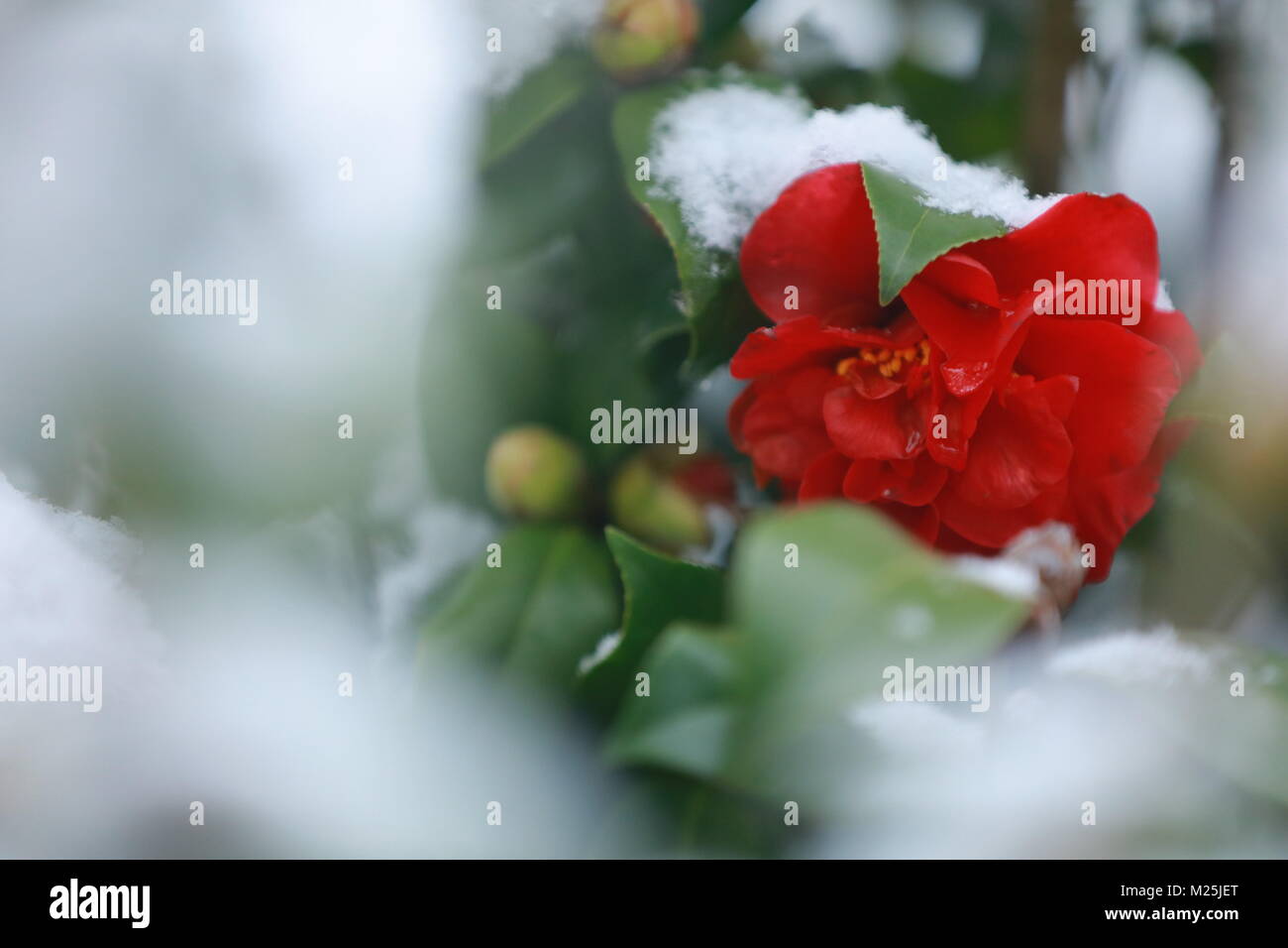 Malan china hi-res stock photography and images - Alamy