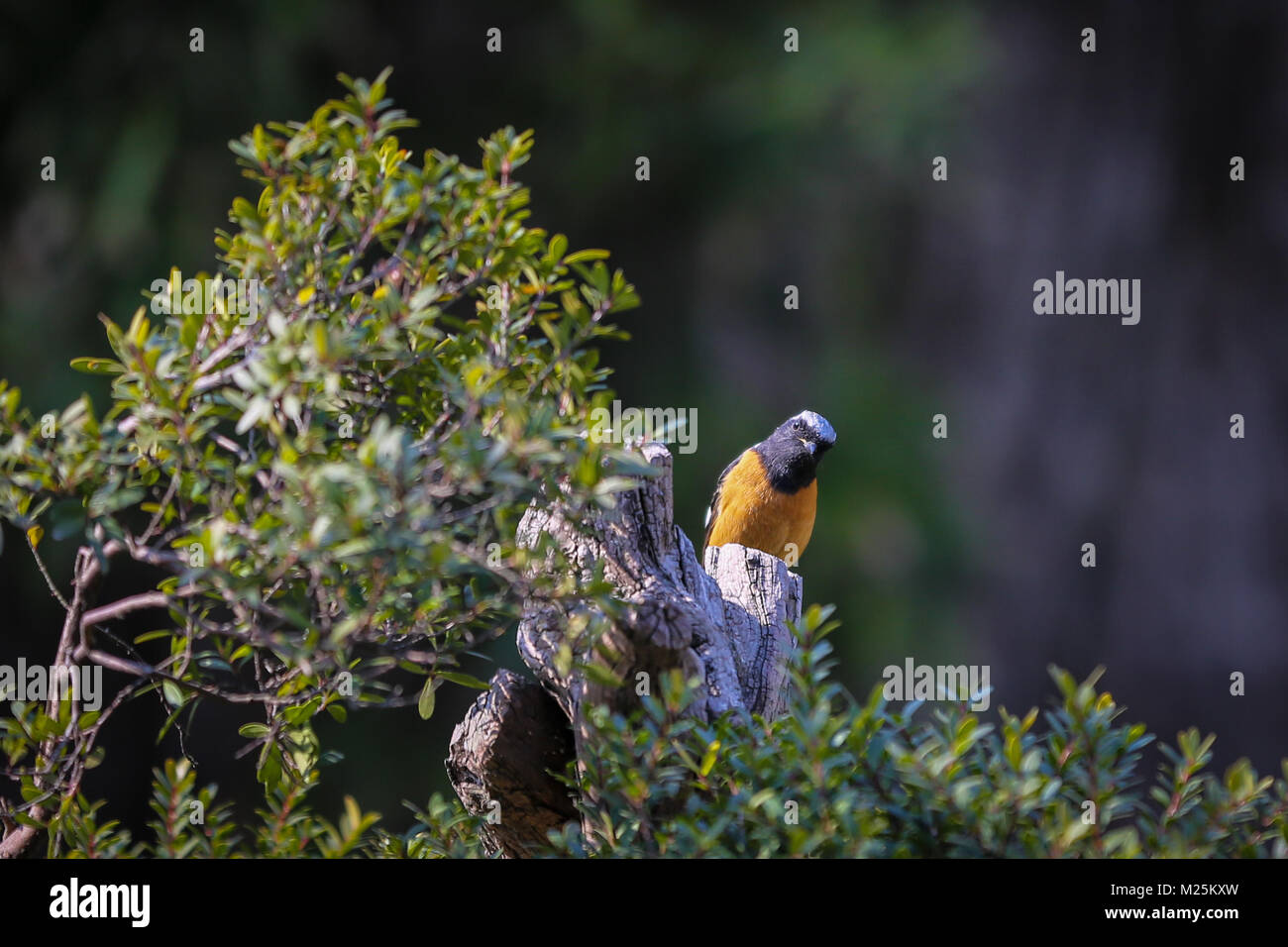 Ge tian hi-res stock photography and images - Alamy