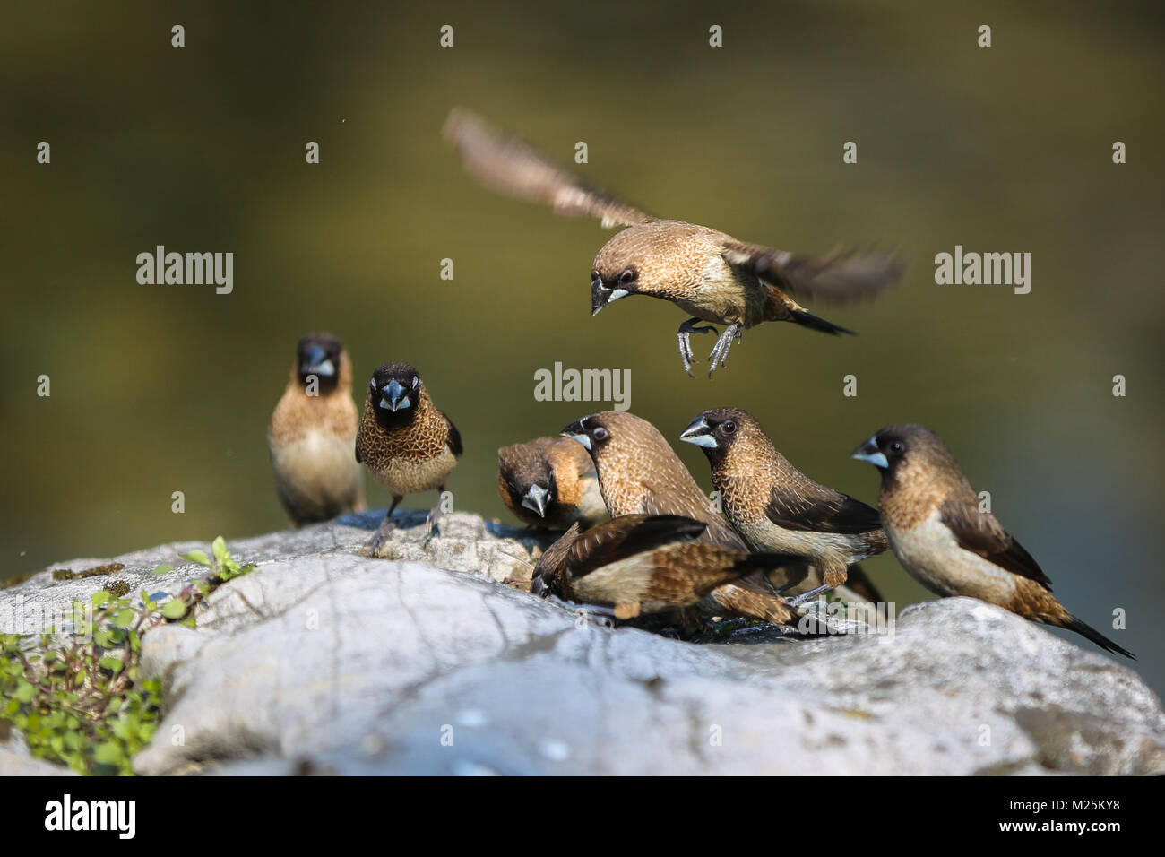 Ge tian hi-res stock photography and images - Alamy