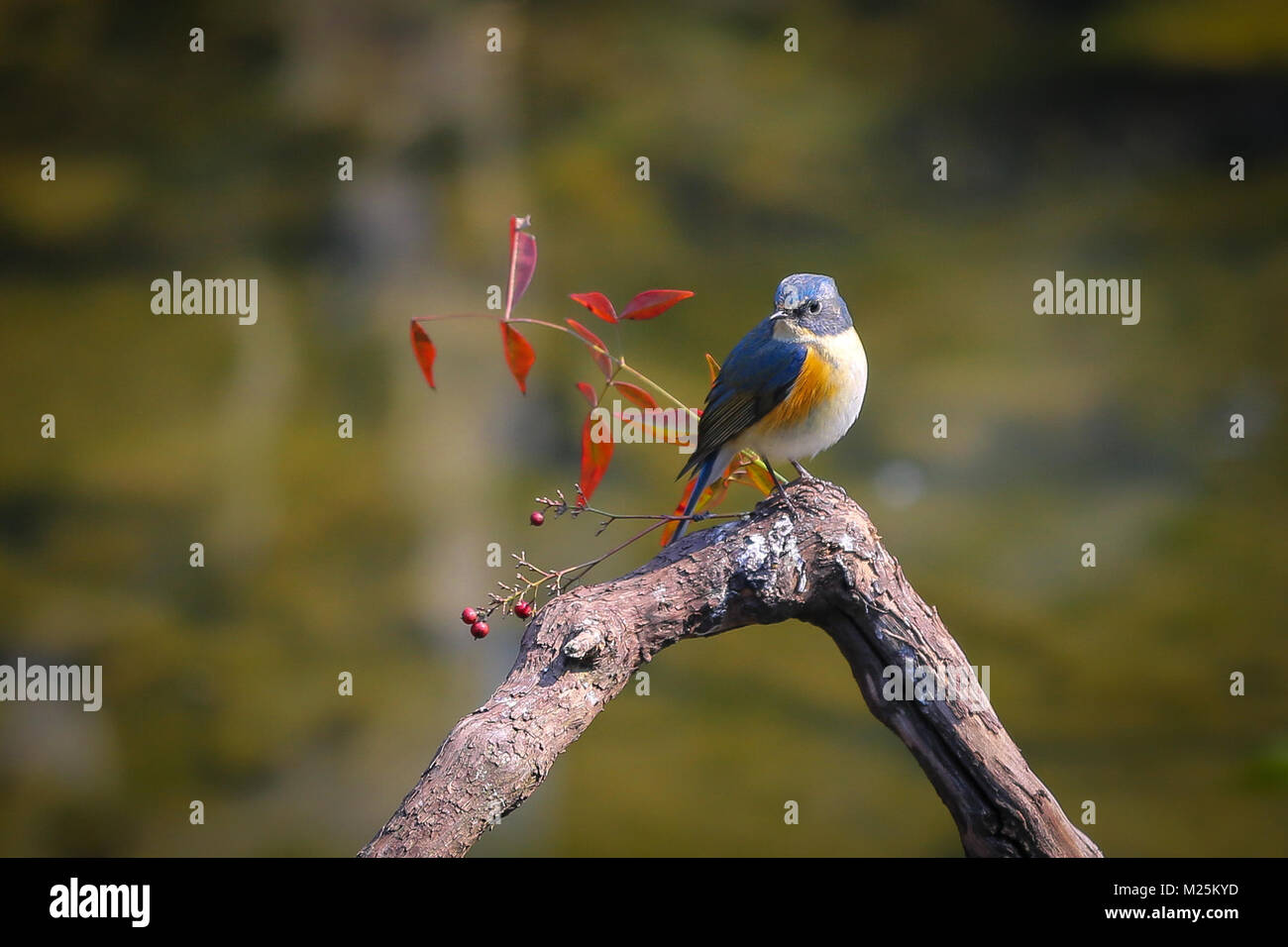 Ge tian hi-res stock photography and images - Alamy