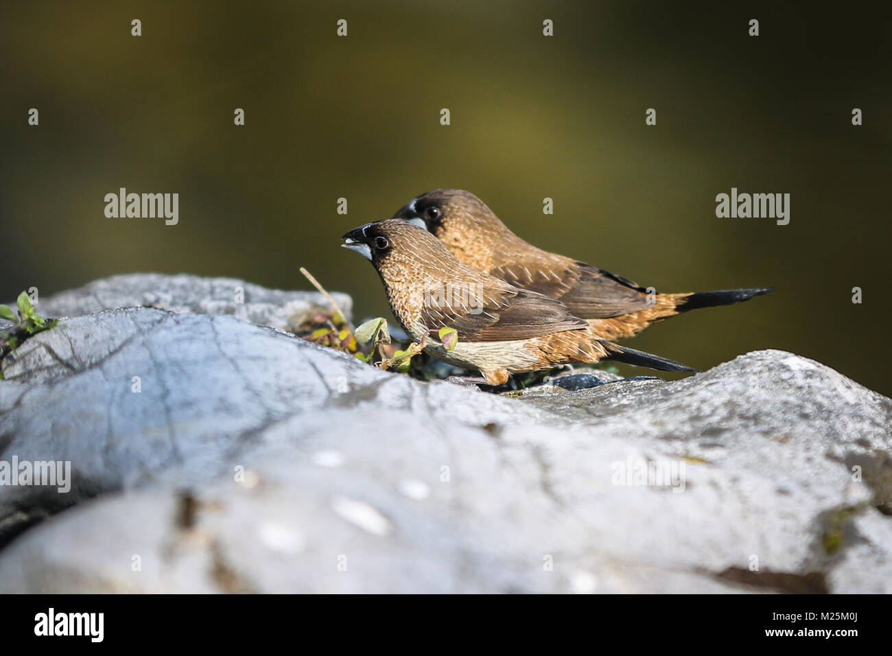 Ge tian hi-res stock photography and images - Alamy
