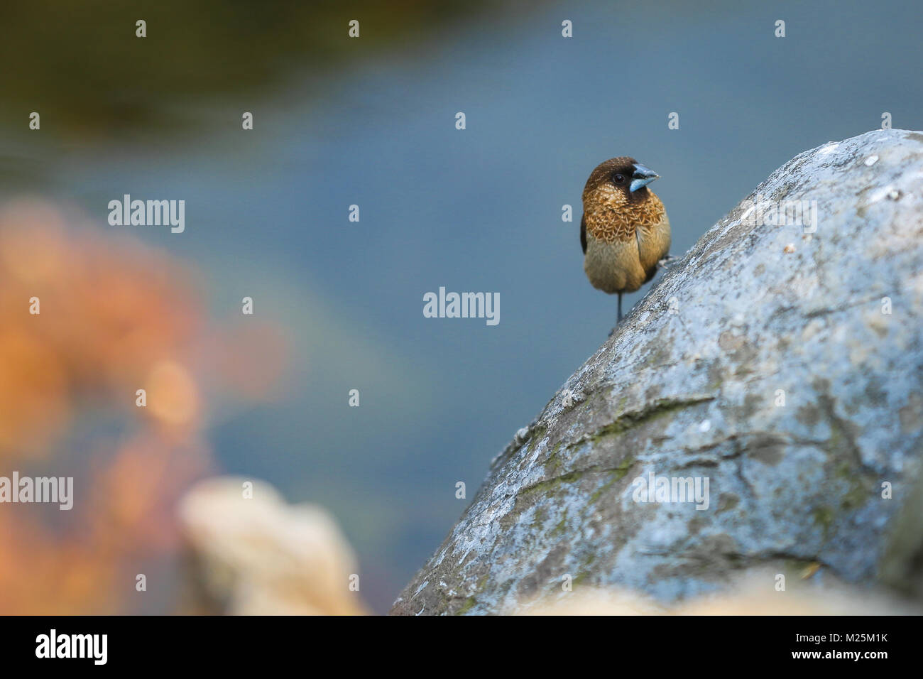 Ge tian hi-res stock photography and images - Alamy