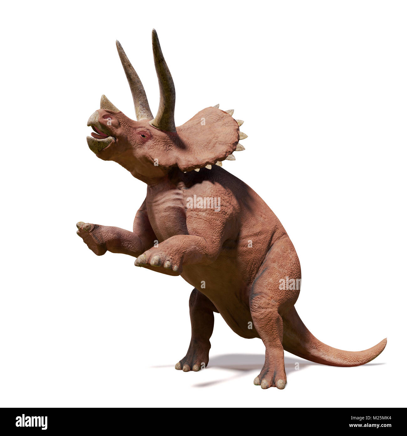 Triceratops horridus, Triceratops dinosaur of the late Cretaceous ...