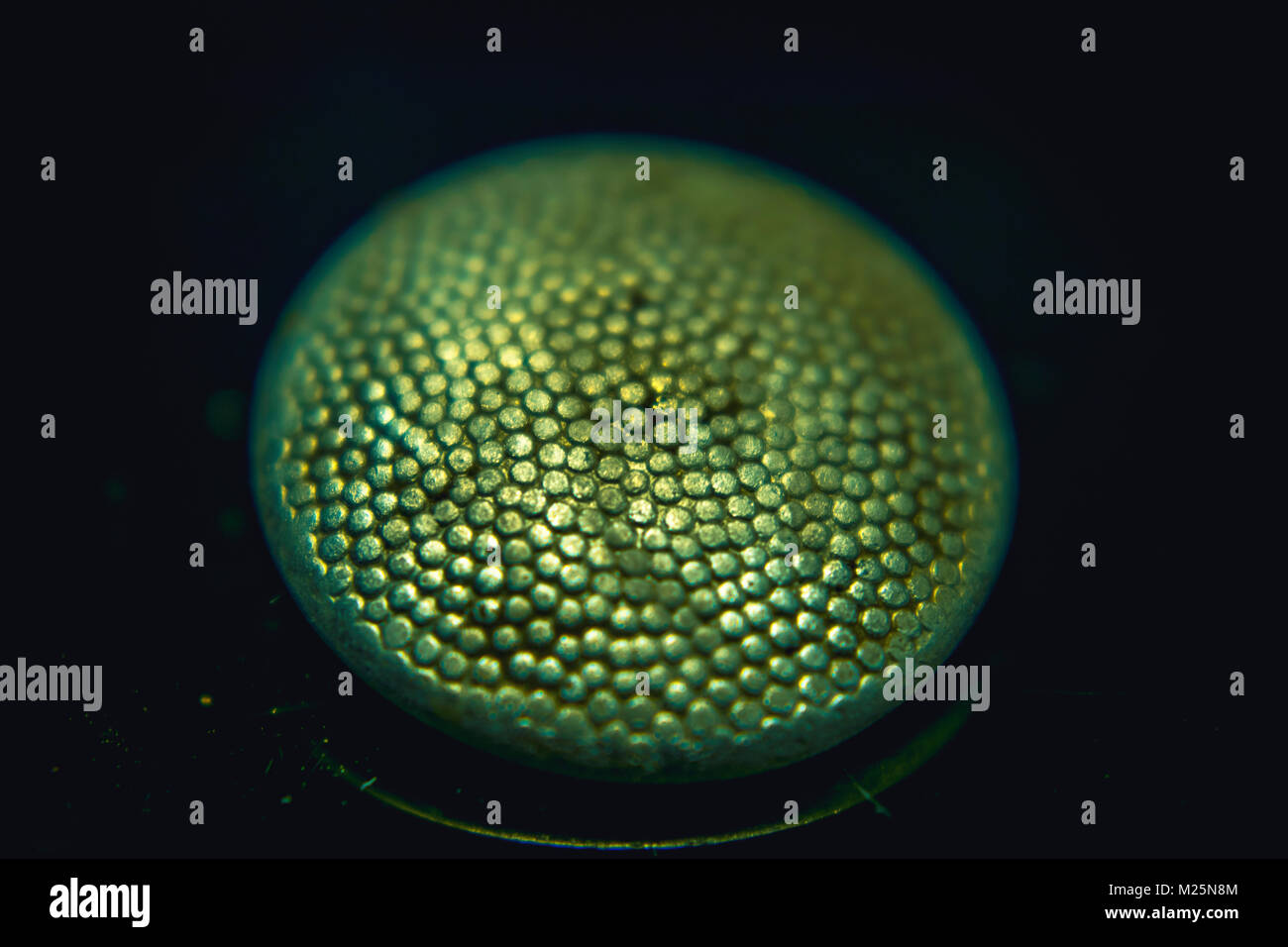 german world war two memorabilia war relics metal detecting finds world ...