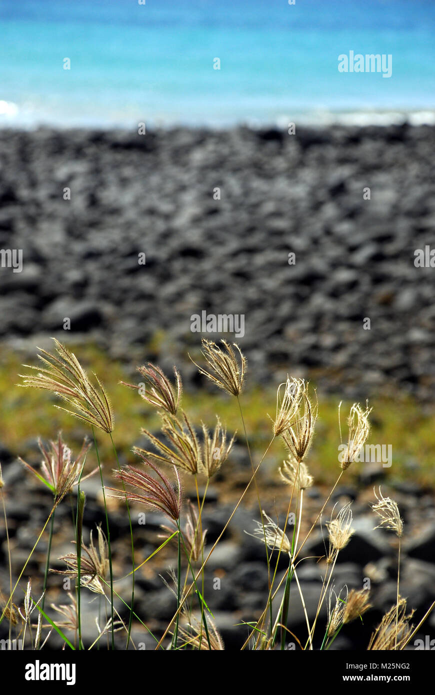 Beach weeds hi-res stock photography and images - Alamy