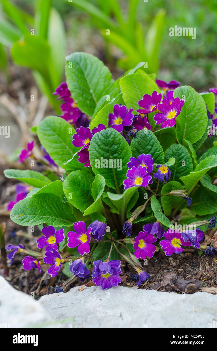 Primrose close up hi-res stock photography and images - Alamy