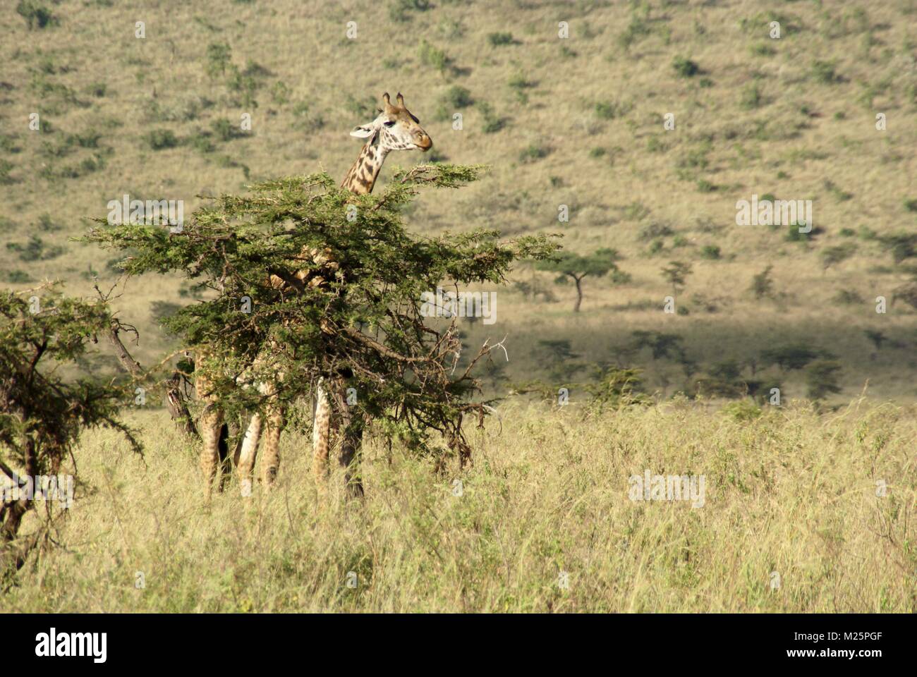 giraffe in kenya safari trip Stock Photo - Alamy