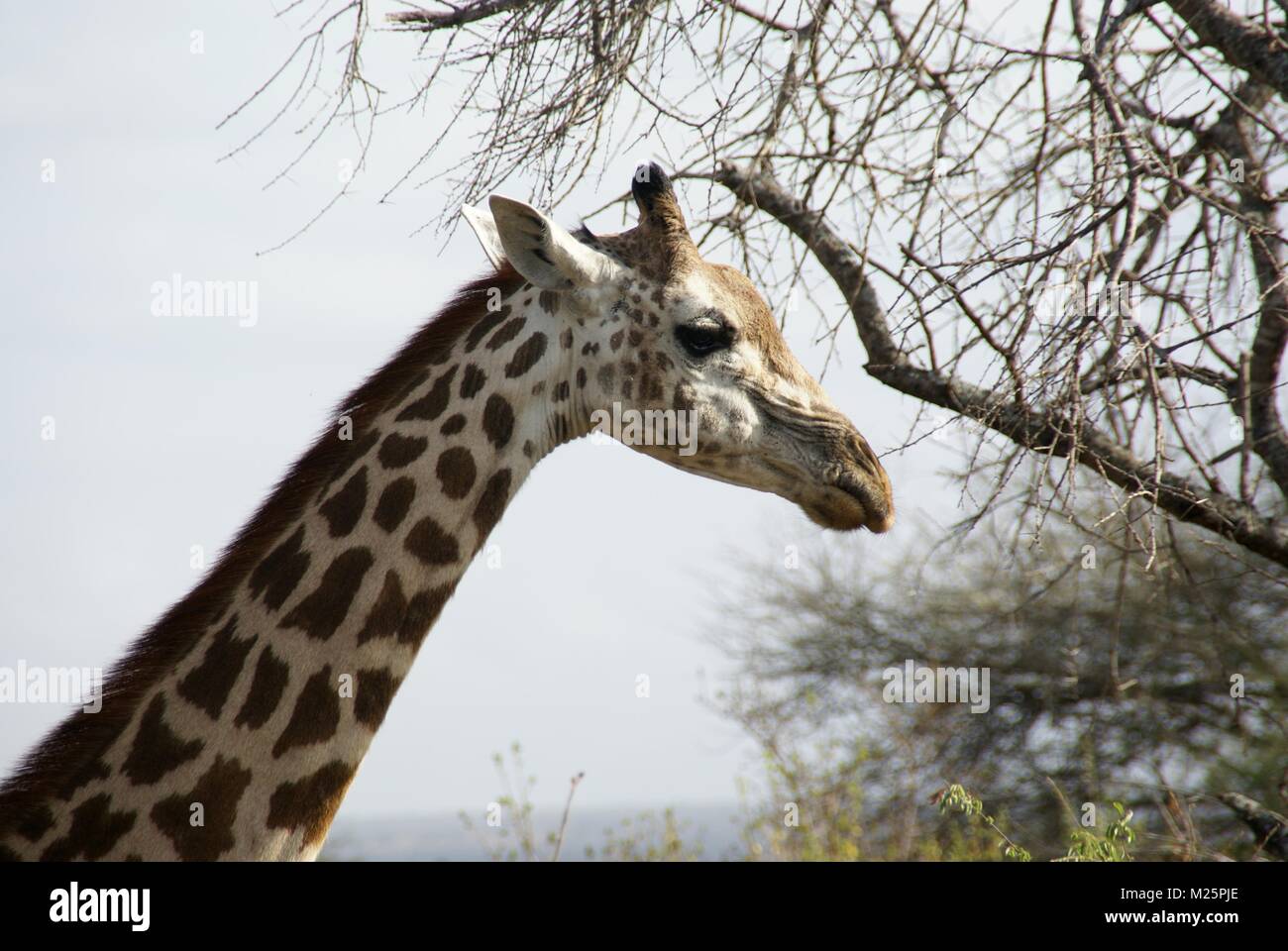 giraffe in kenya safari trip Stock Photo - Alamy