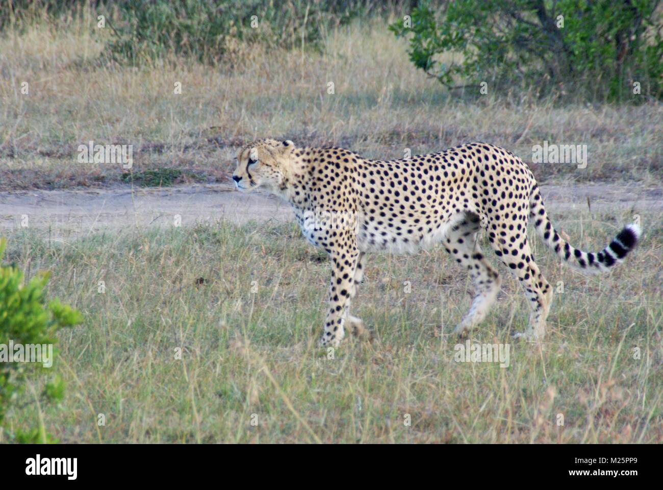 cheetah safari kenya south africa Stock Photo - Alamy