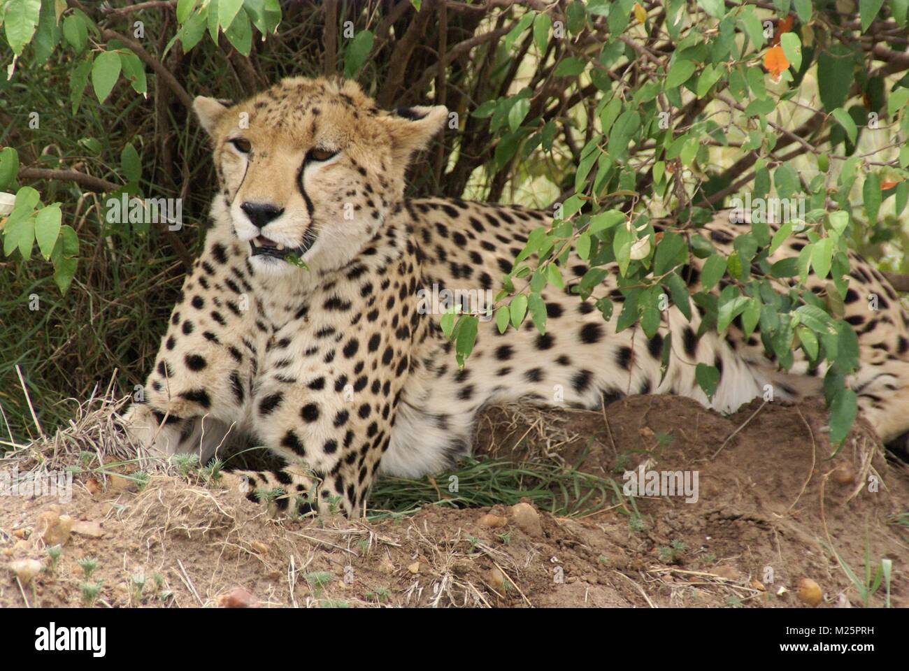 cheetah safari kenya south africa Stock Photo - Alamy