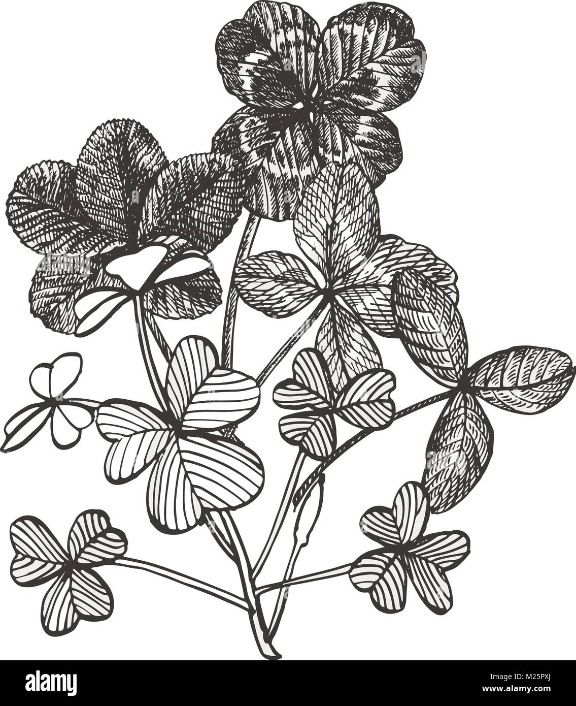 Clover vector compositions. Isolated wild plant and leaves on white ...