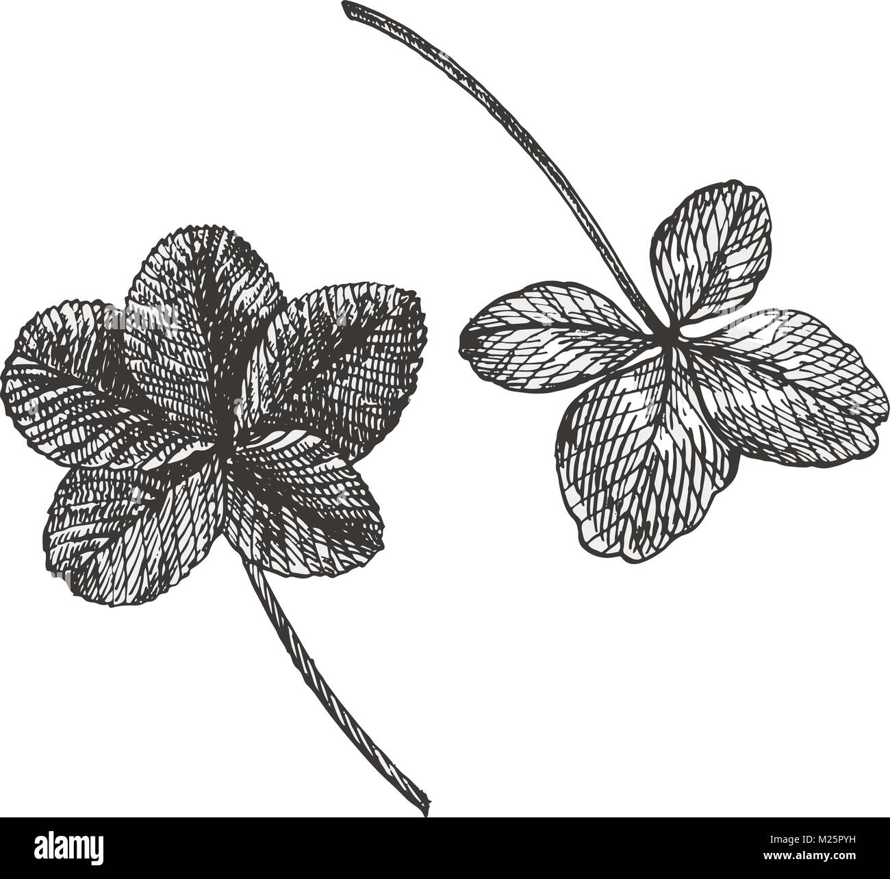 Clover vector set. Isolated wild plant and leaves on white background ...