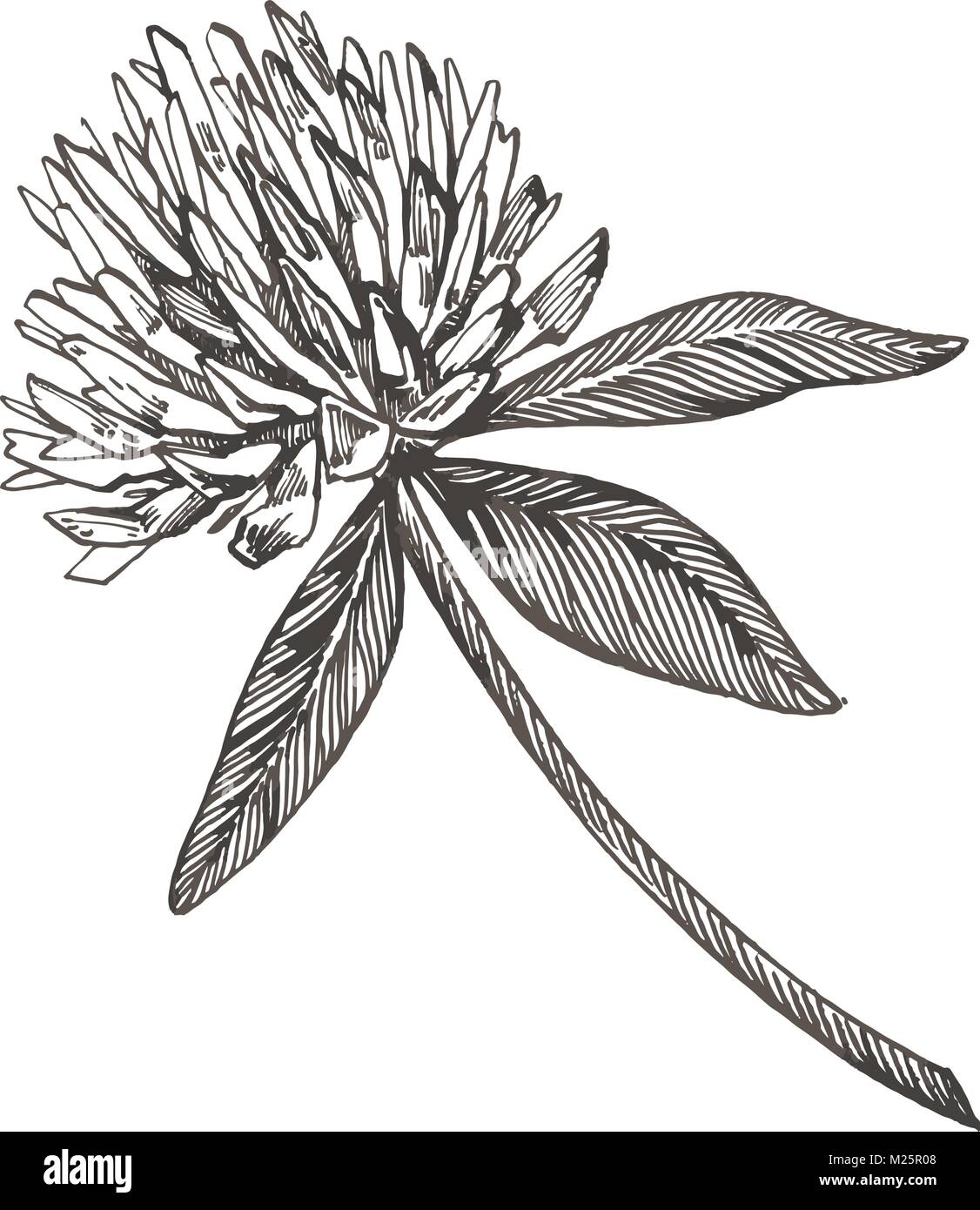 Clover Flower Vector