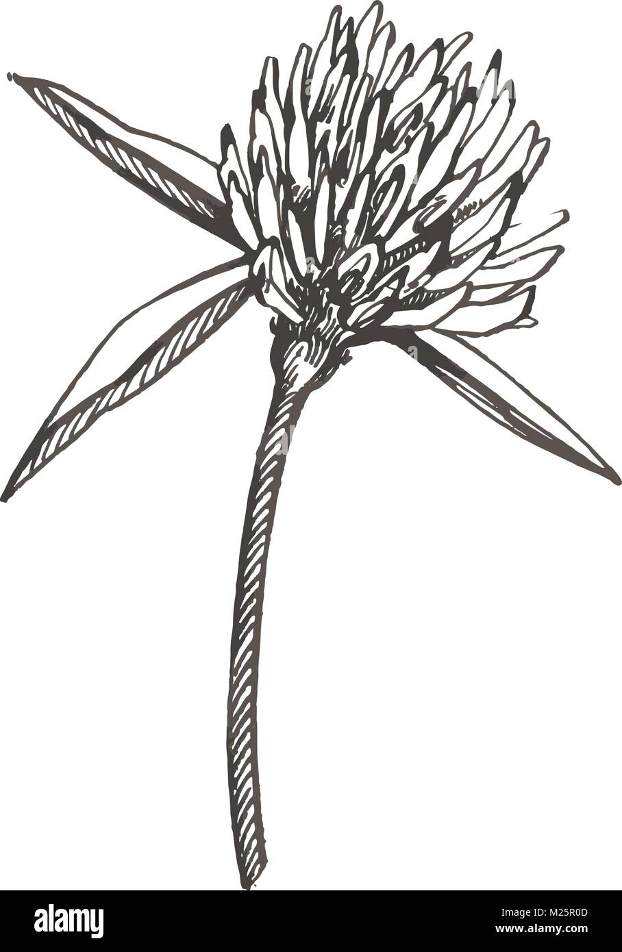 Clover flower vector set. Isolated wild plant and leaves on white ...