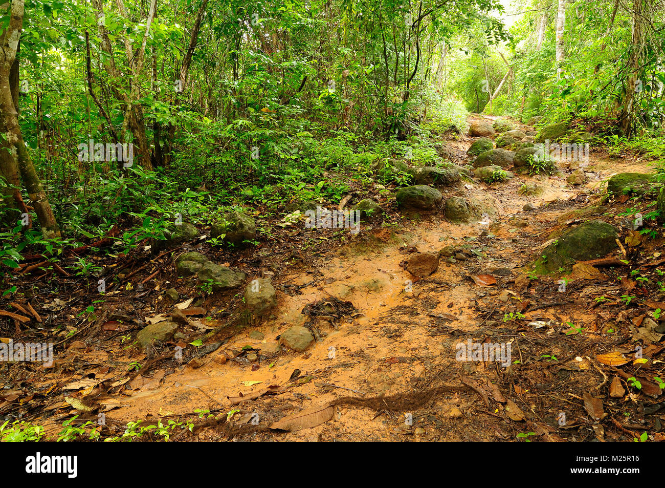 Wild Darien jungle near Colombia and Panama border. Muddy jungle path ...