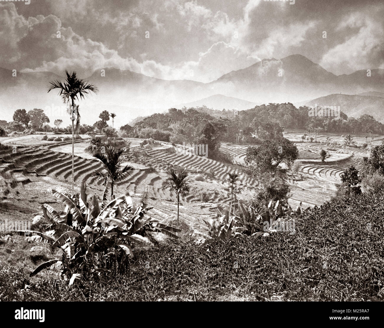 c. 1880s Ceylon - rice paddy fields, terraces, near Badulla. Scowen ...