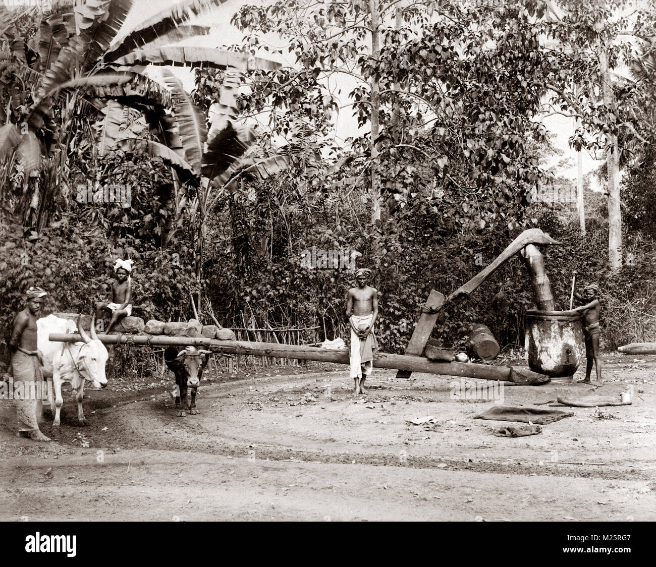 c. 1880s - Singapore - oil mill driven by a bullock / ox Stock Photo ...