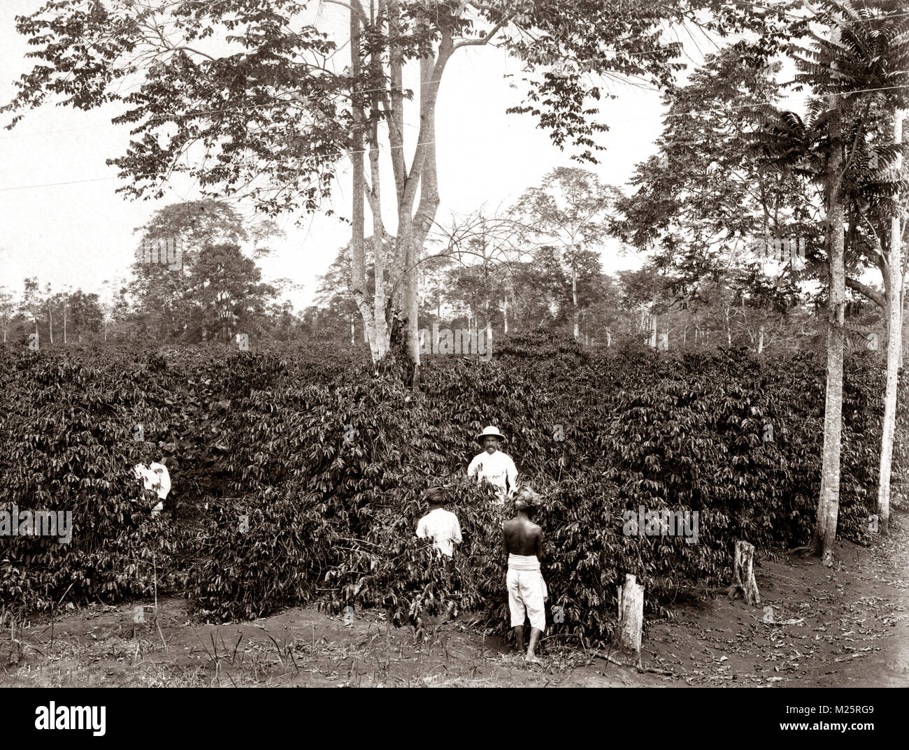 c. 1880s Singapore - coffee plantation with workers and overseer Stock ...