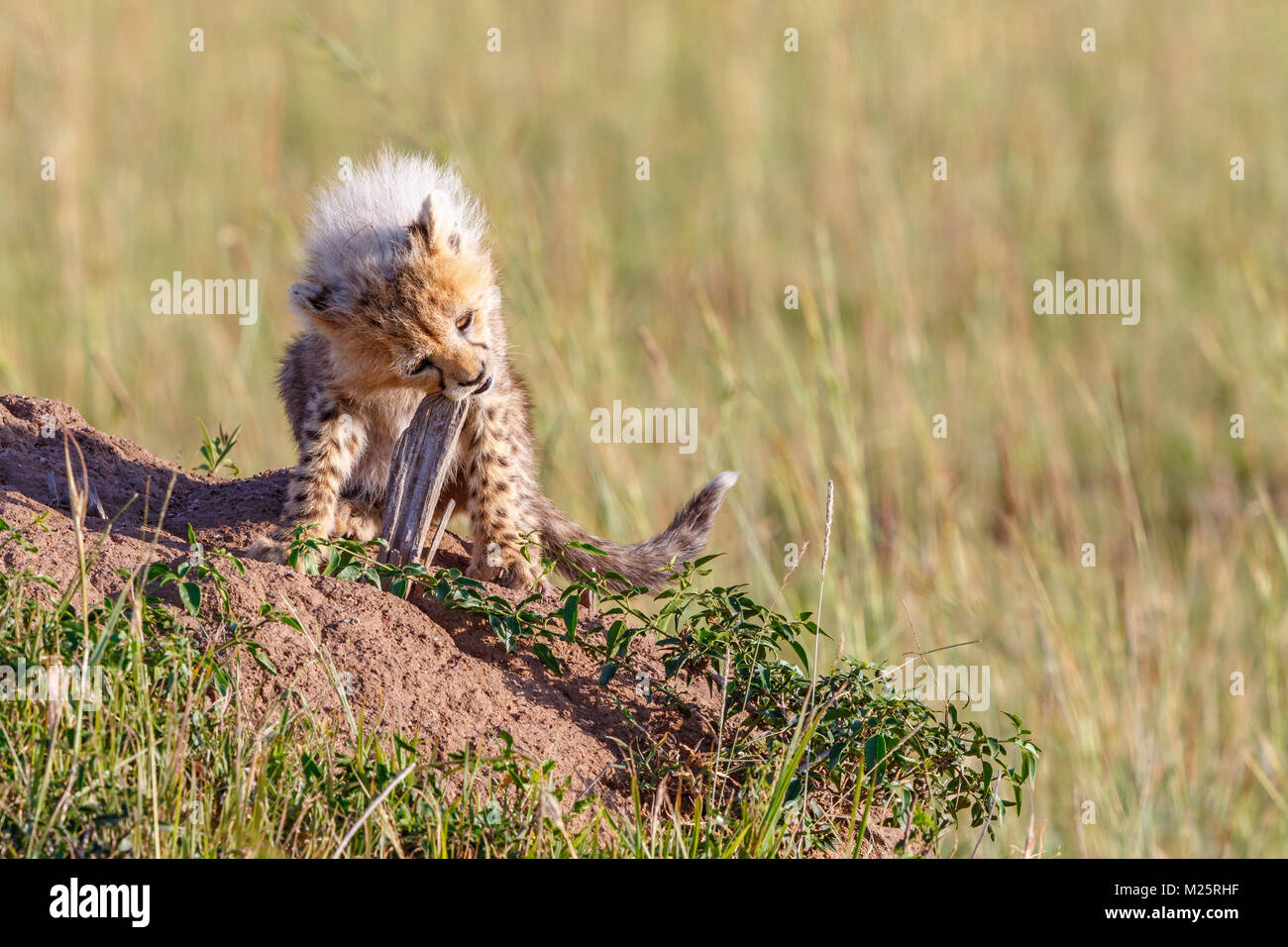 Young Cheetah cub playing with a stick on the savannah Stock Photo - Alamy
