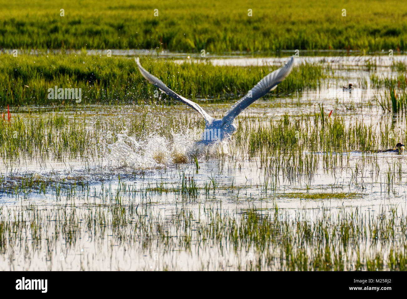 Lake takeoff hi-res stock photography and images - Alamy