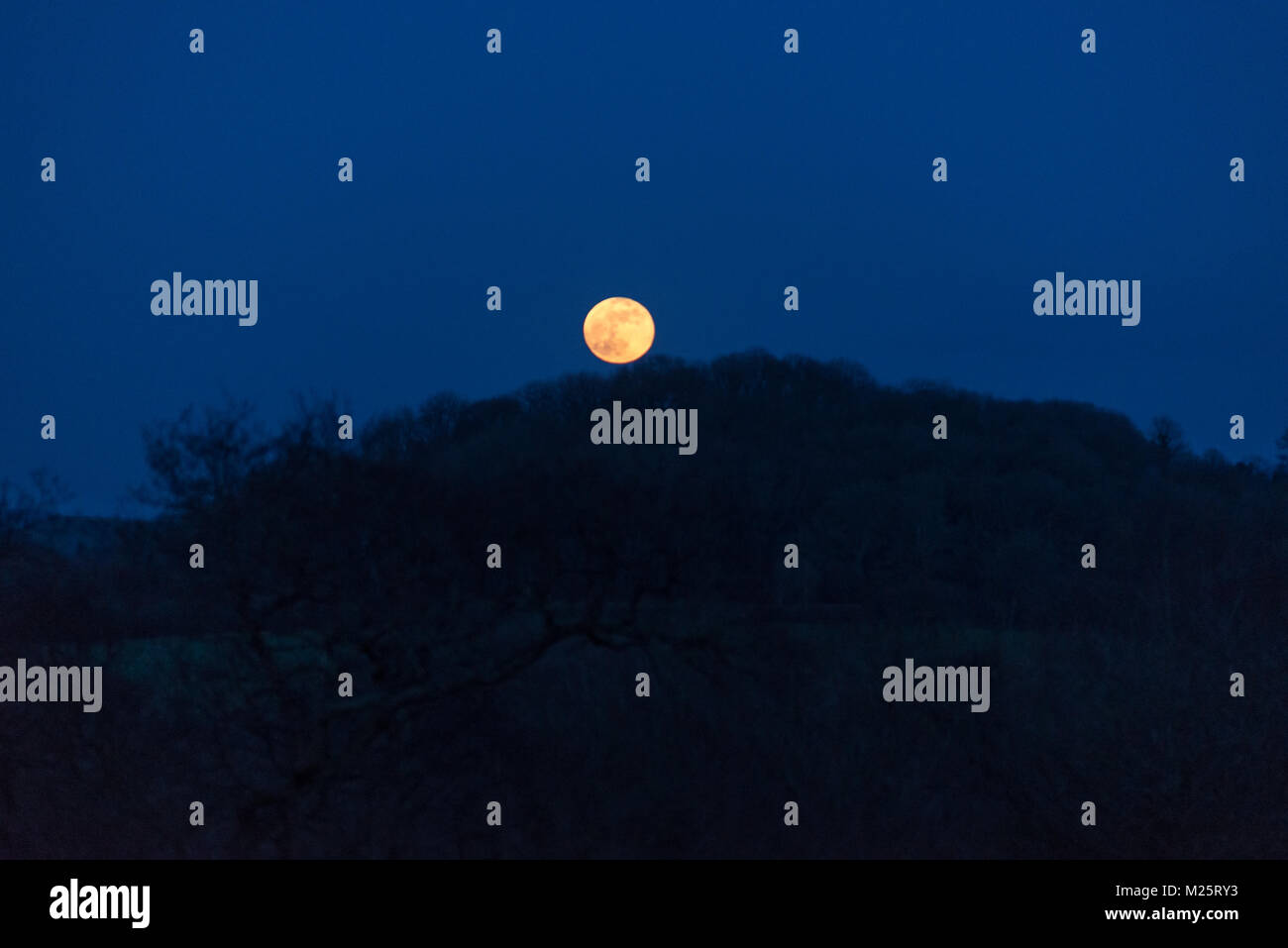 Yellow full moon super moon rising over a tree-lined hilltop in ...