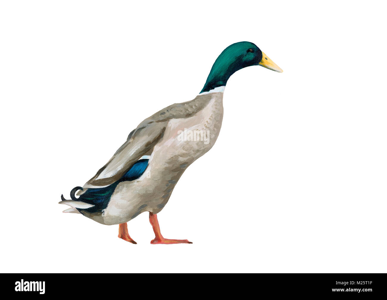 Illustration mallard duck hi-res stock photography and images - Alamy