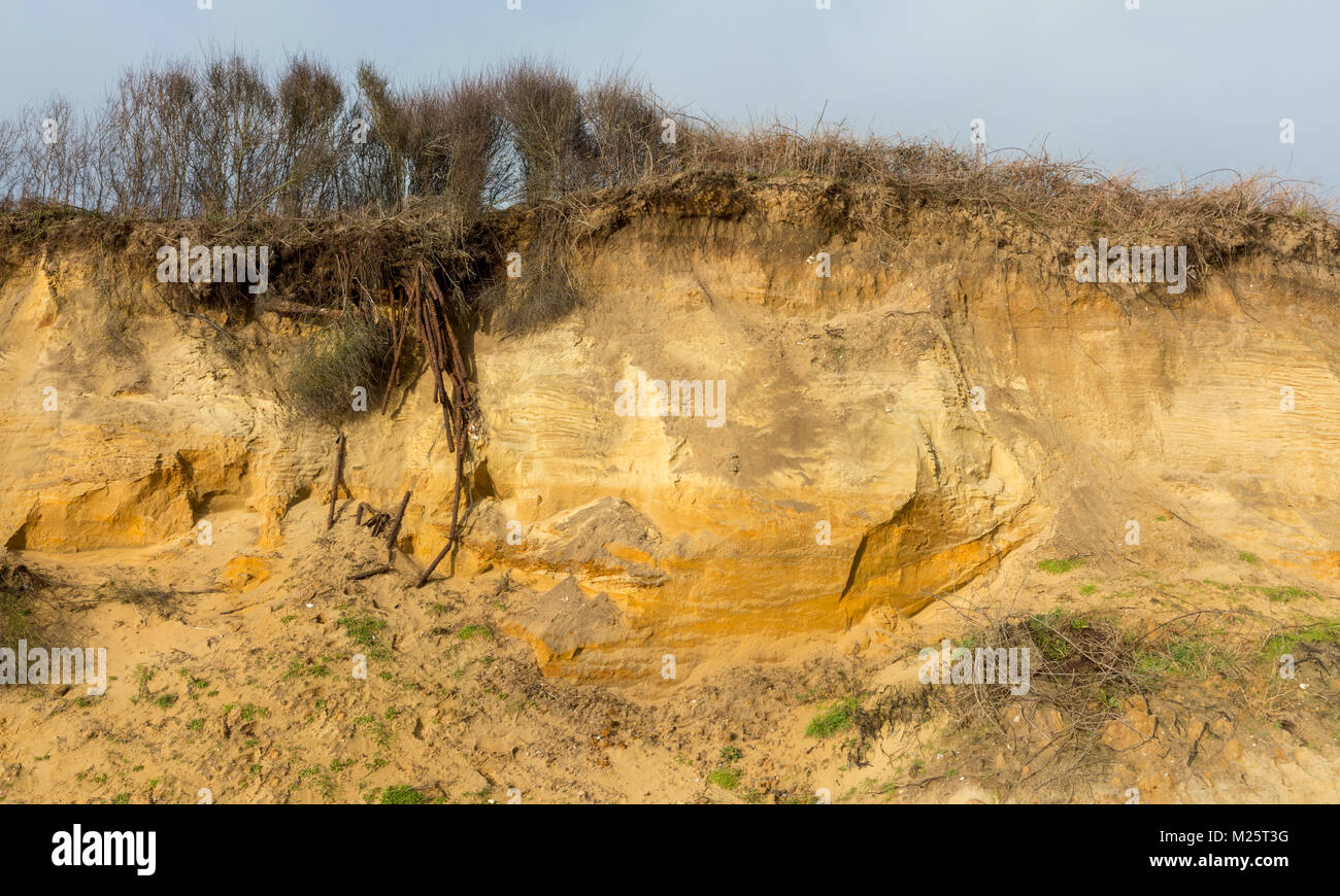 Soft friable low marine cliff face showing erosion and sand strata ...