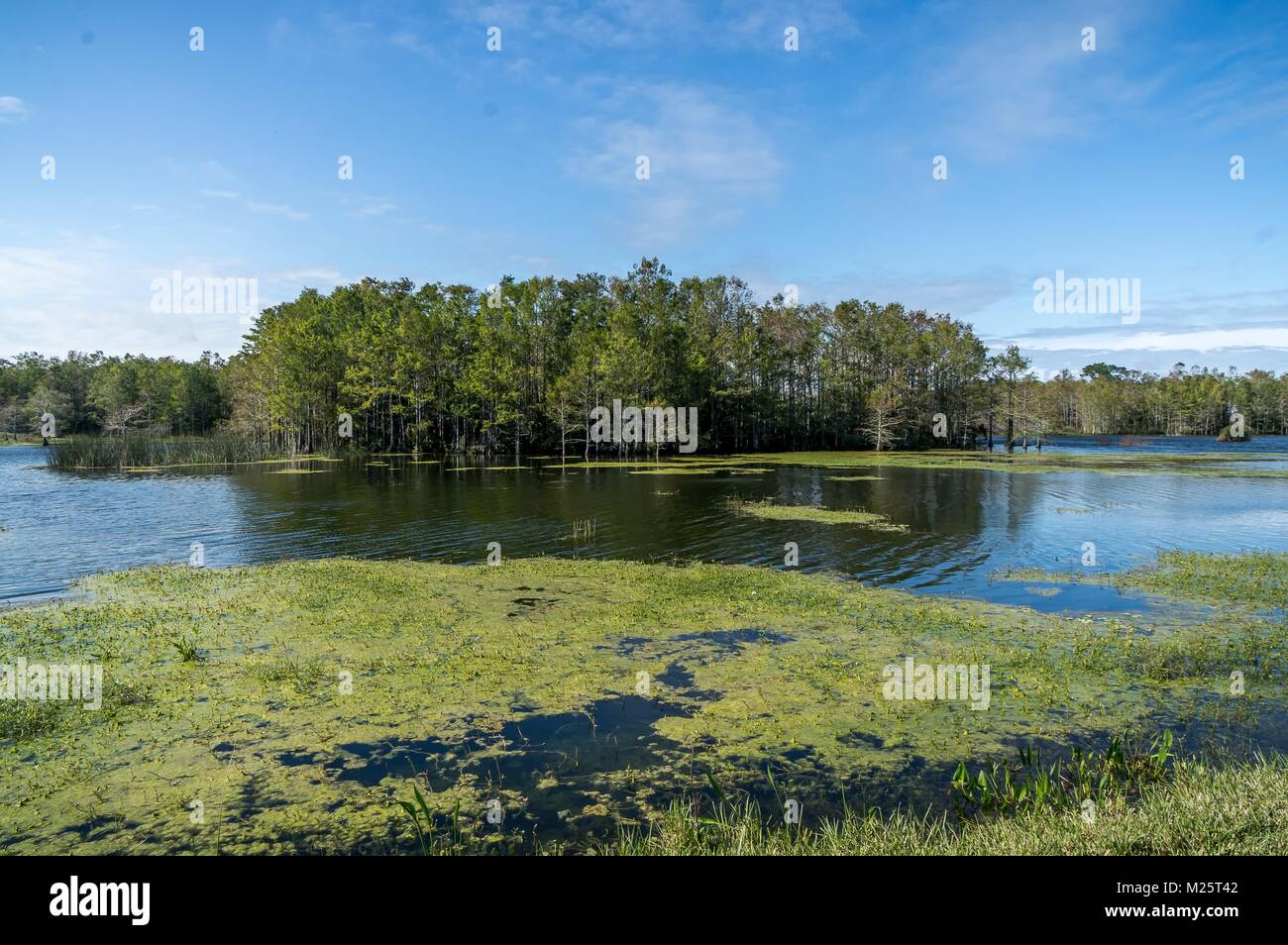 hot summer day in the sloughs of a cypress marsh Stock Photo - Alamy