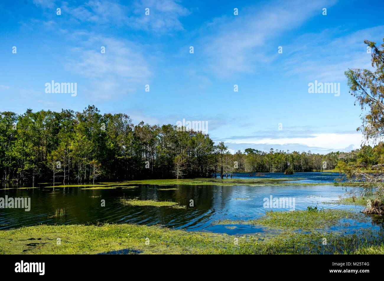 Cypress trees lake georgia state park hi-res stock photography and ...