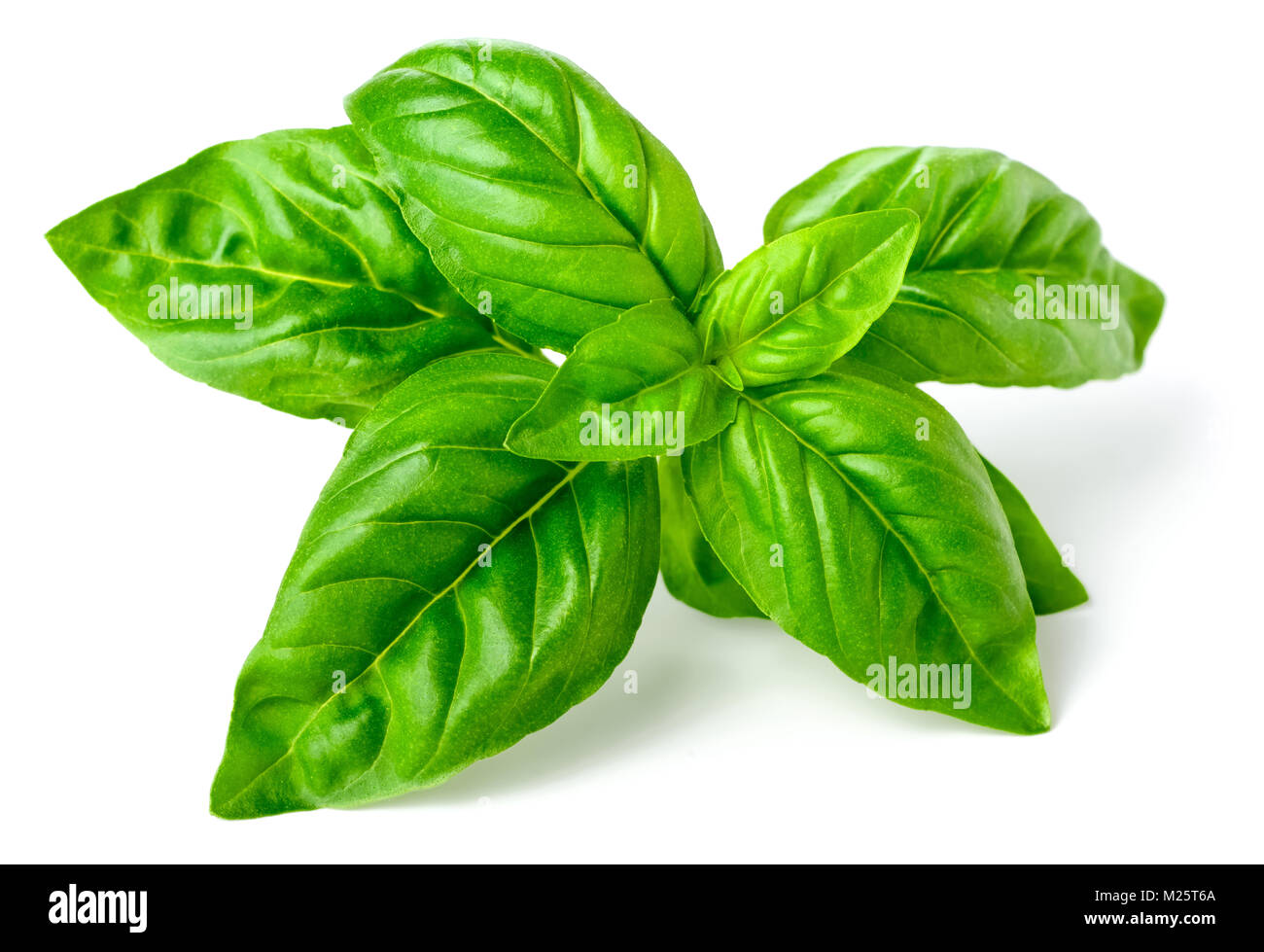 closeup of fresh basil isolated on the white background Stock Photo - Alamy