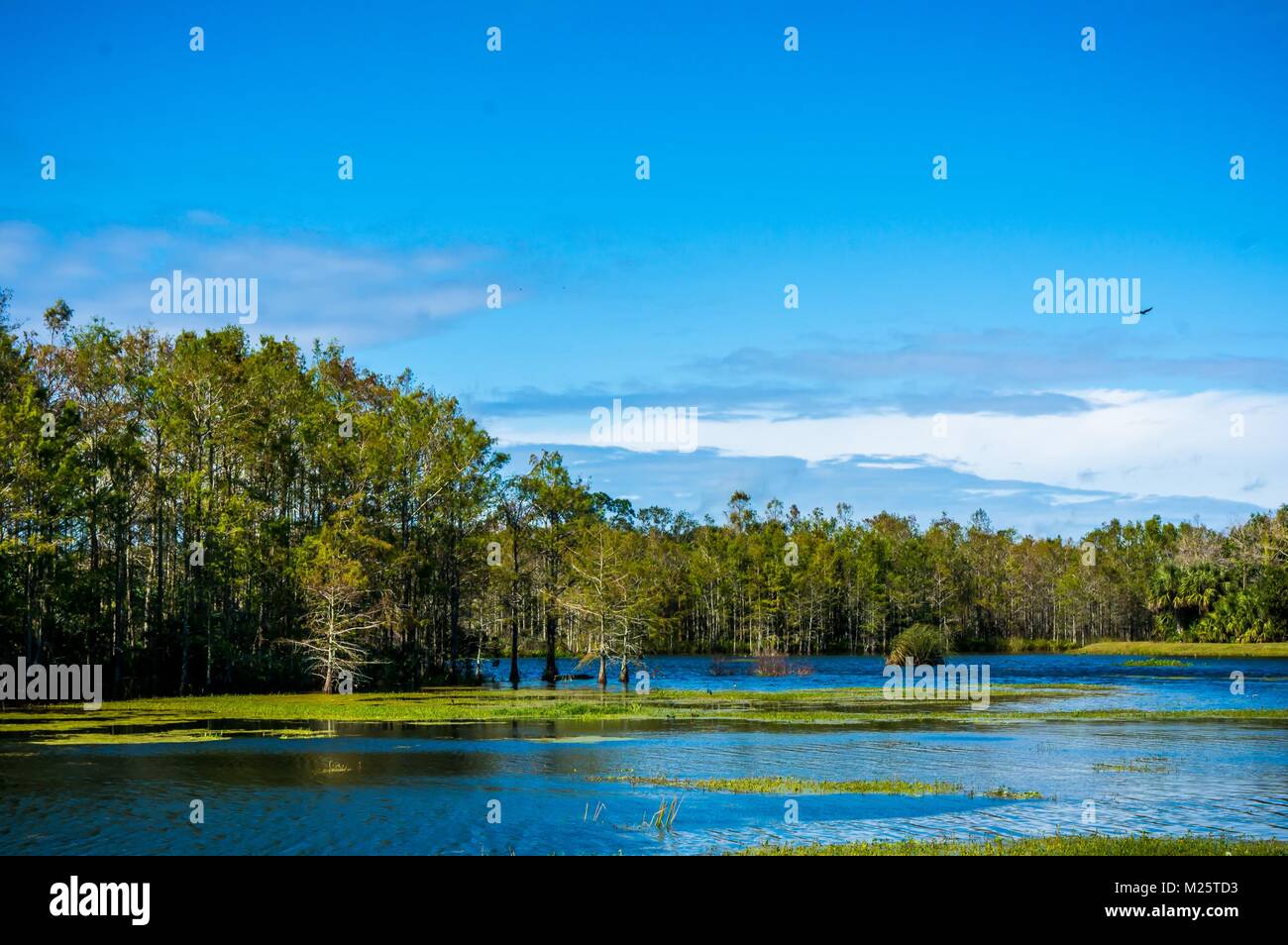 Cypress trees lake georgia state park hi-res stock photography and ...