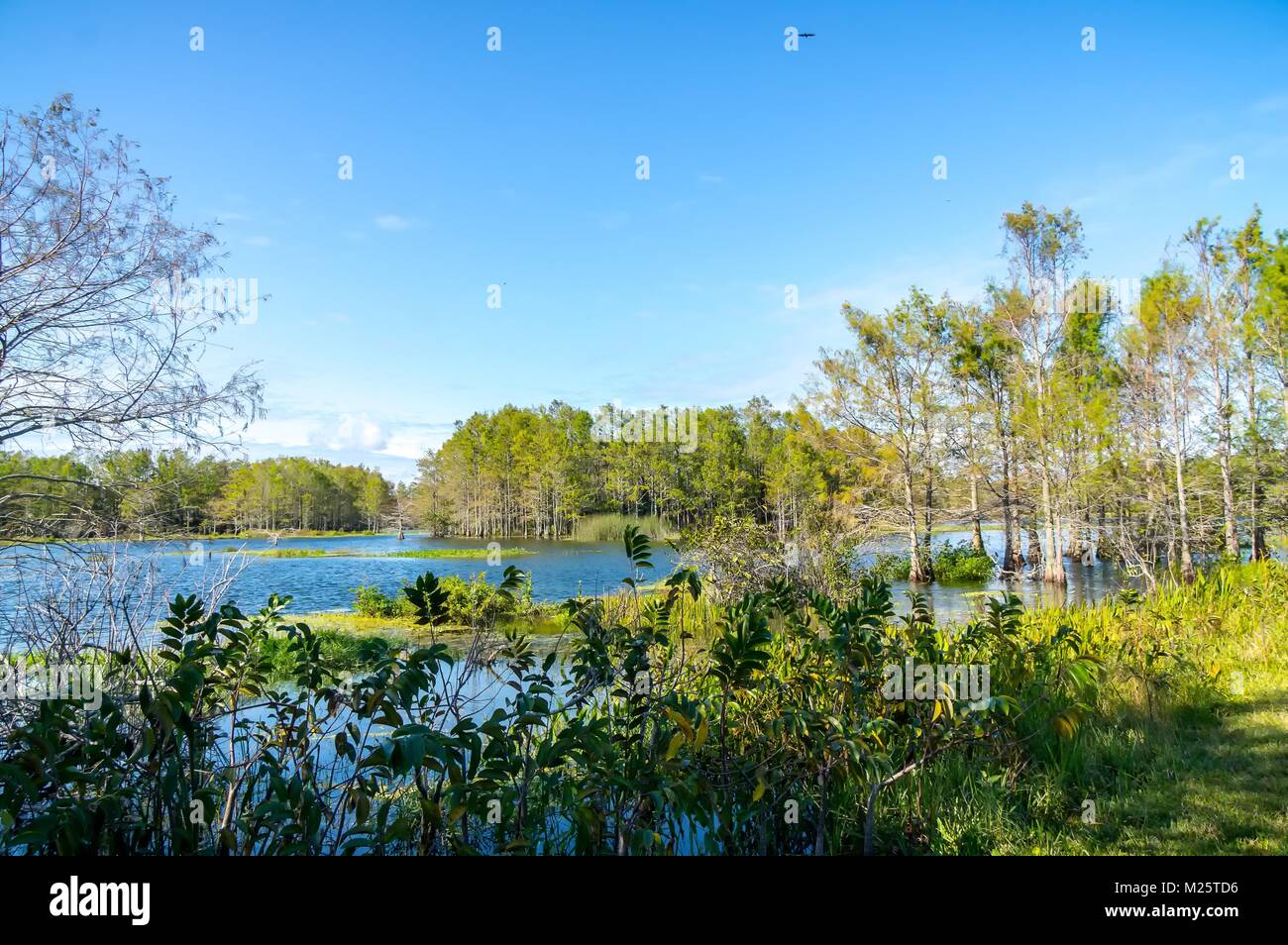 hot summer day in the sloughs of a cypress marsh Stock Photo - Alamy