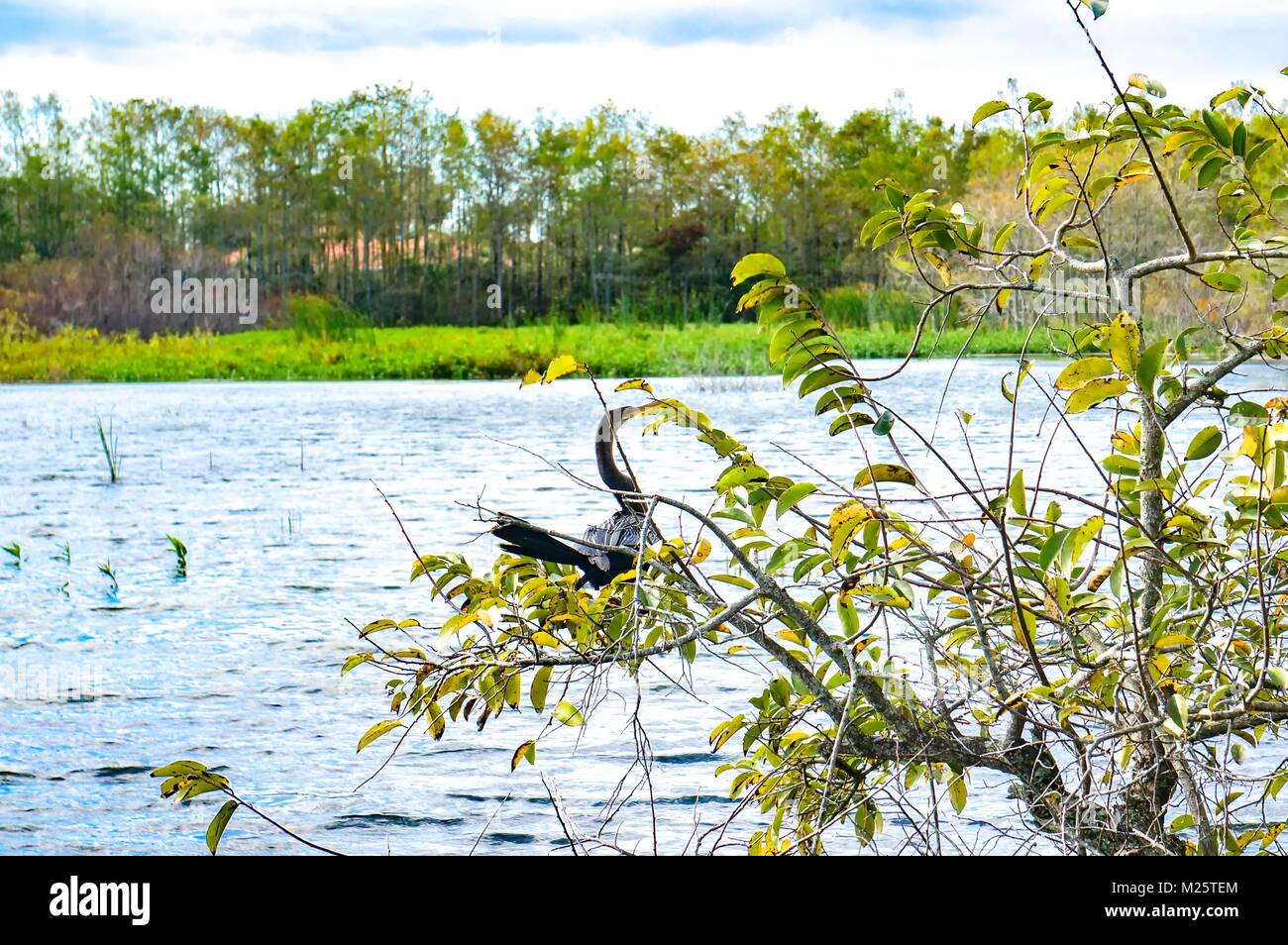 anhinga perched in a tree in a swamp landscape Stock Photo - Alamy