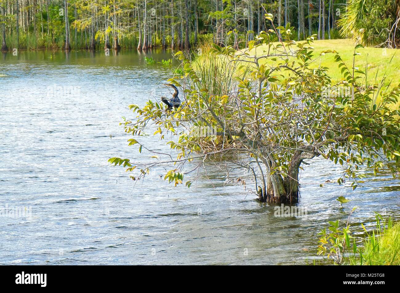 anhinga perched in a tree in a swamp landscape Stock Photo - Alamy
