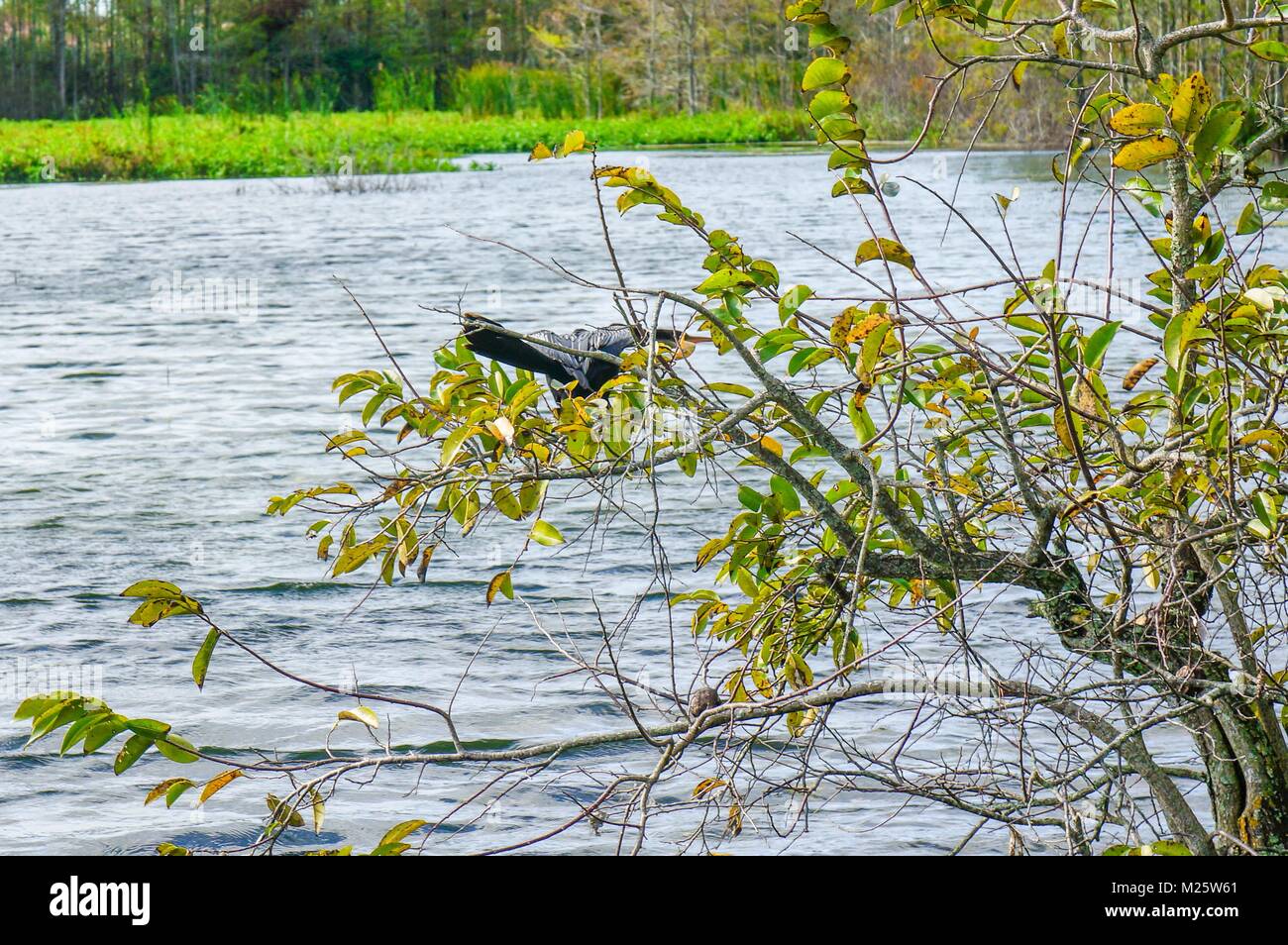 South Florida - snake Bird in swamp Stock Photo - Alamy