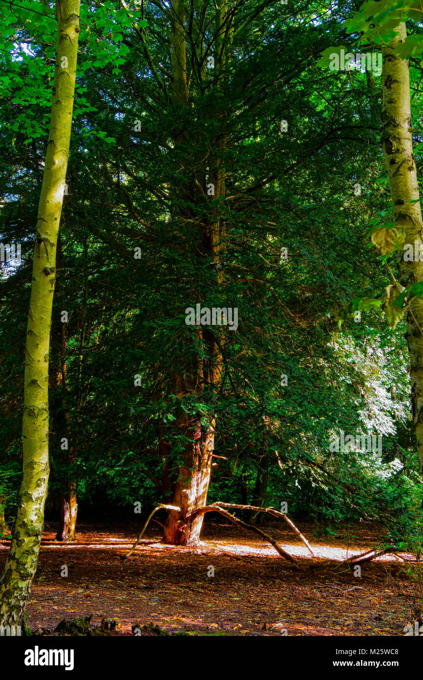 Deep in a woodland clearing stands a lone tree with roots reaching out ...