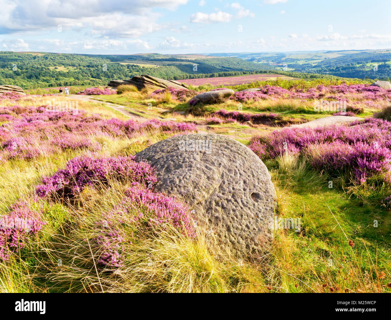 Across the Derbyshire Peak District on a summer day. Purple heather ...