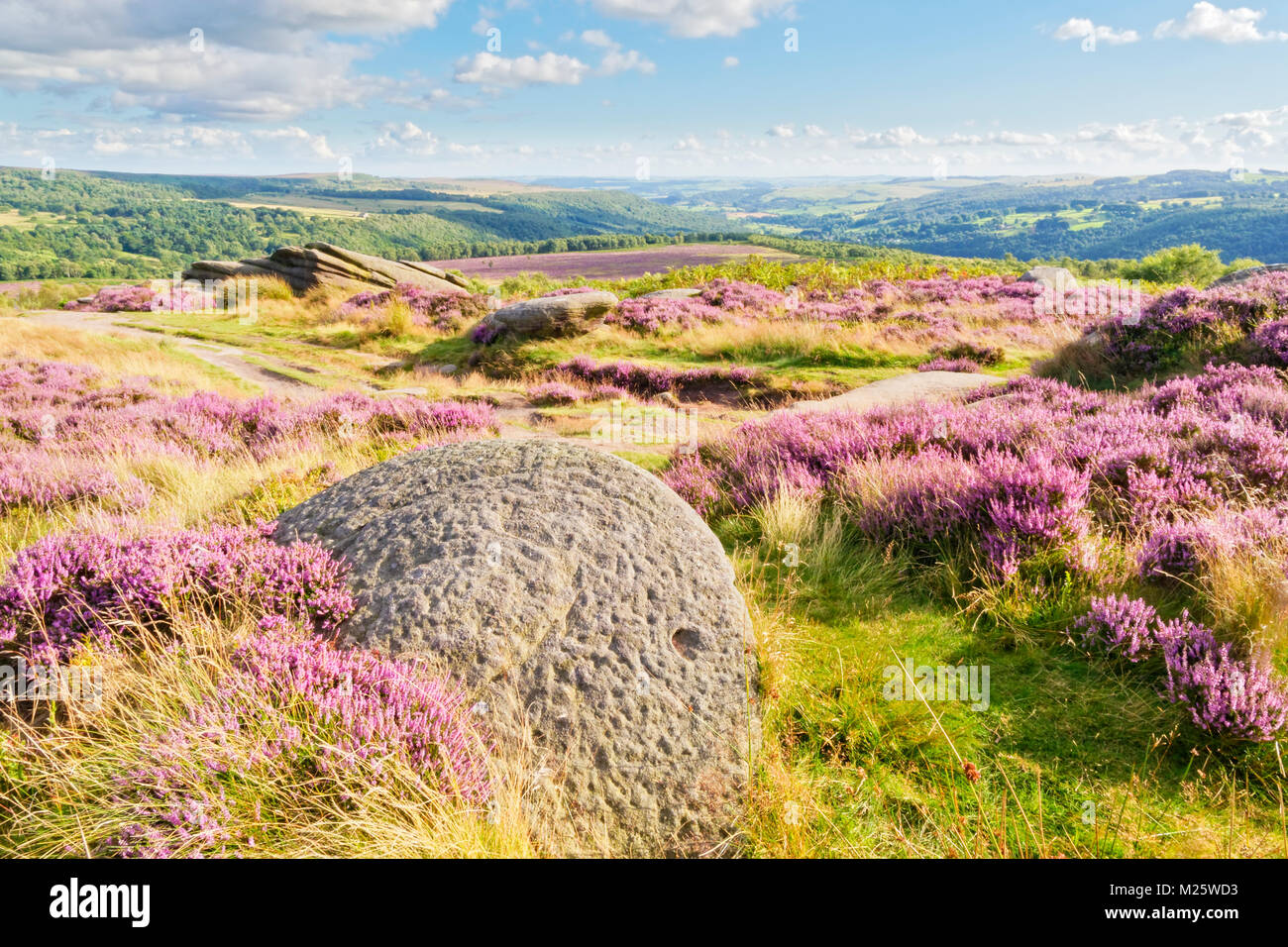 The Derbyshire Peak District on a July summer day. Purple heather grows ...