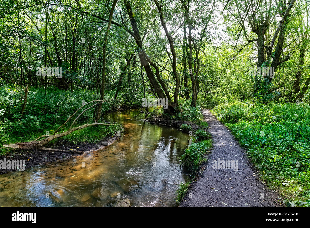 In light woodland a narrow, muddy, path follows a shallow meandering ...